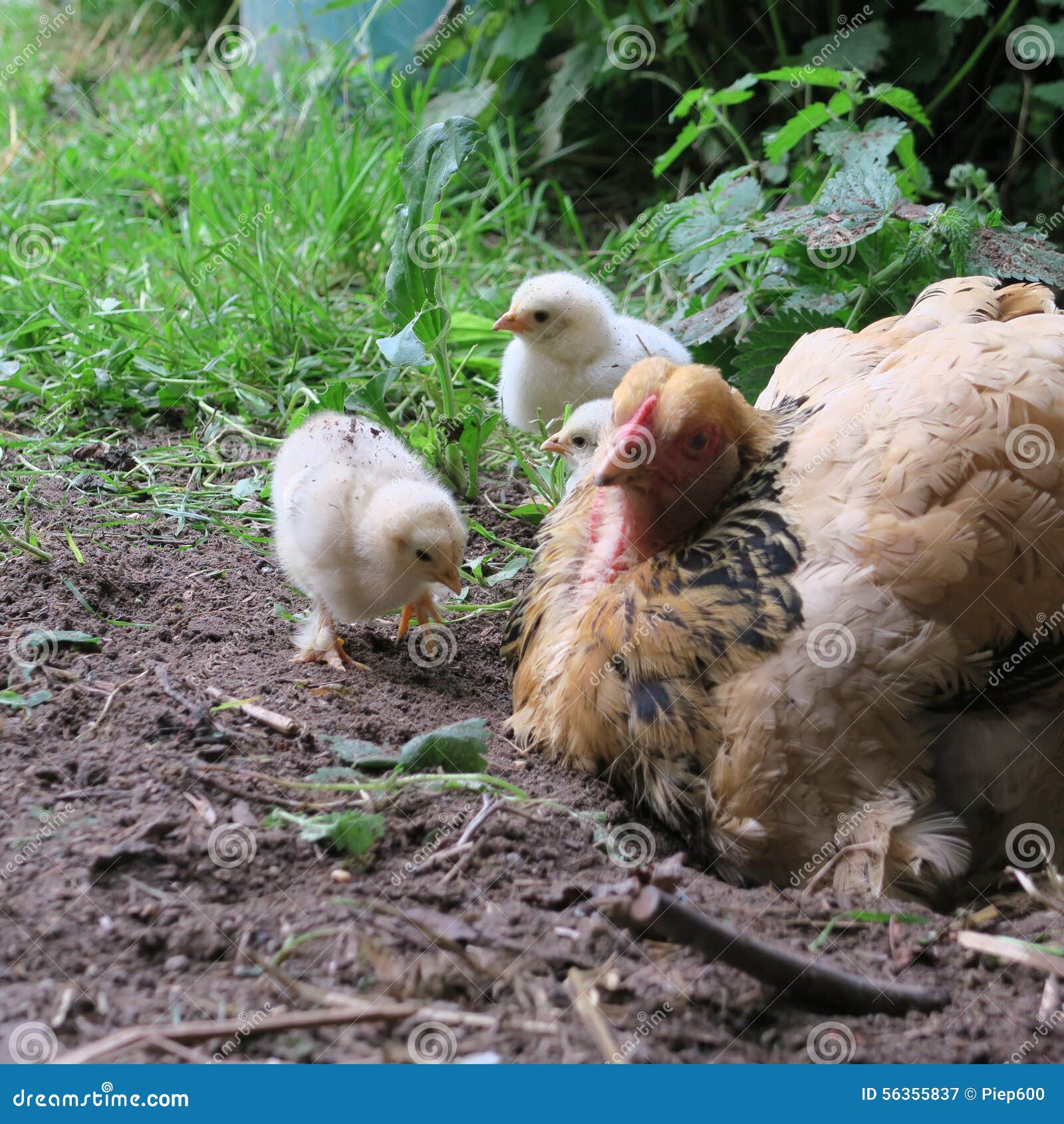 Hen and chicks stock image. Image of cute, grow, nature - 56355837