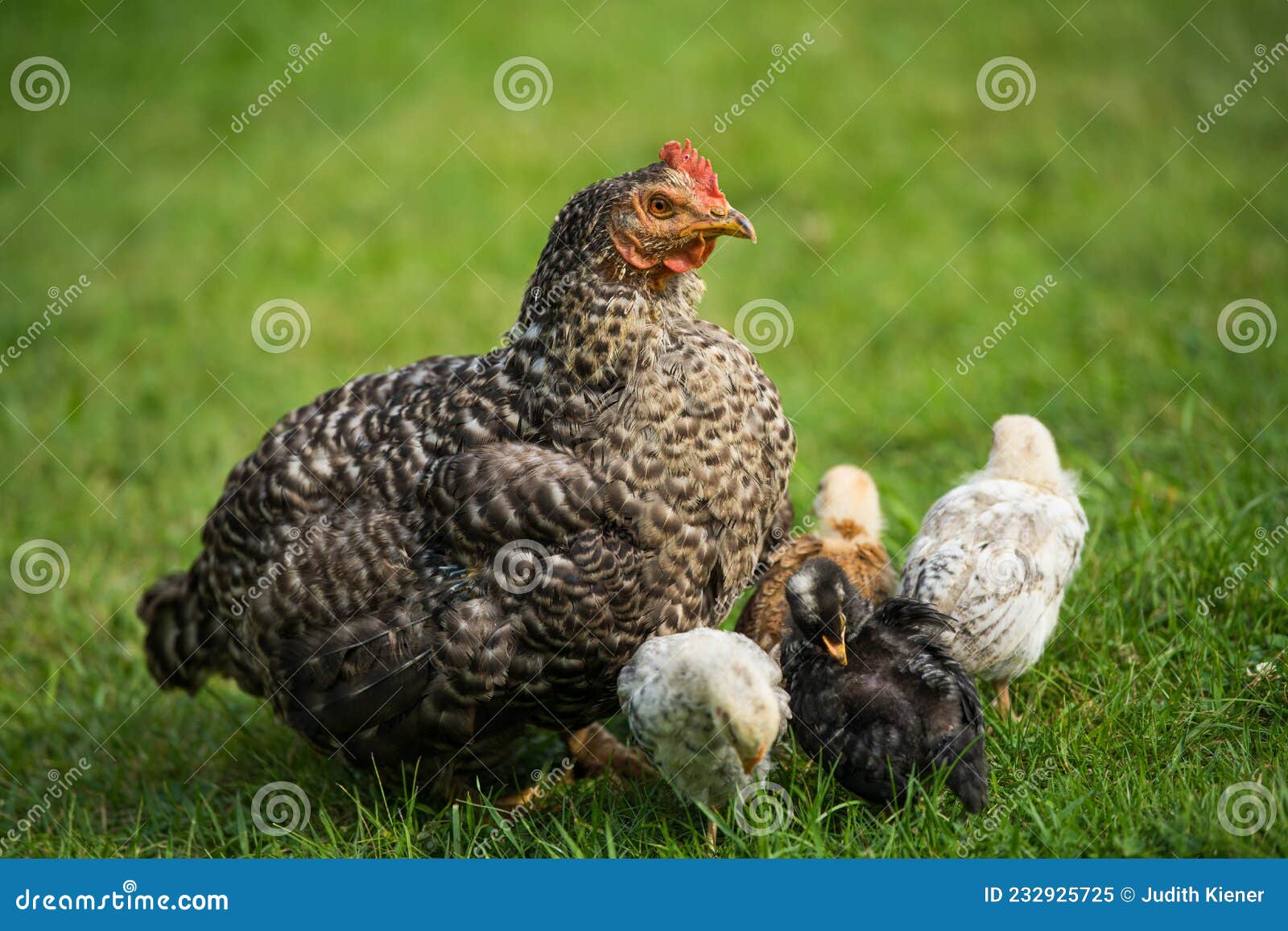 Hen with Chicks in a Meadow Stock Image - Image of meadow, summer ...