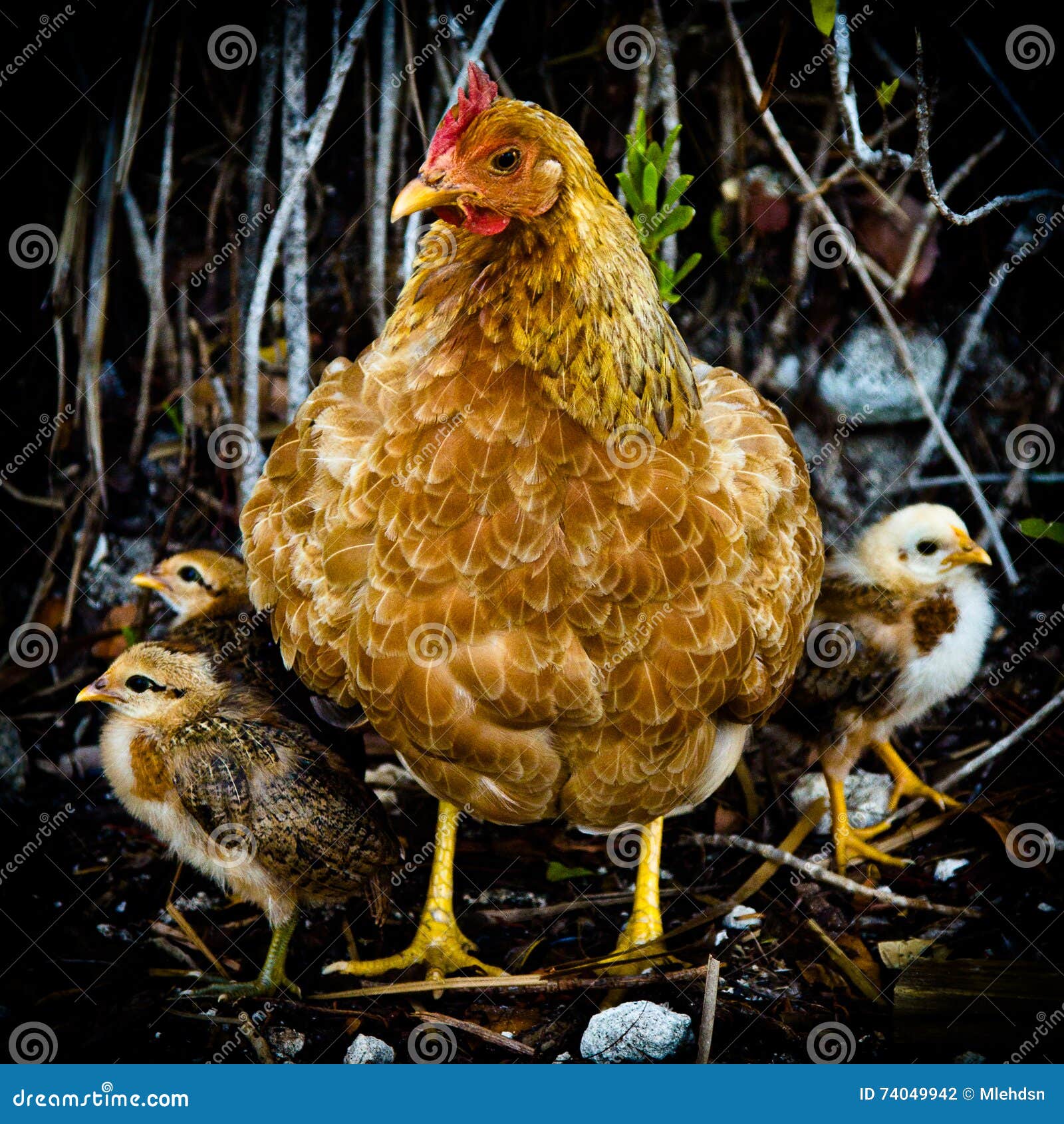 Hen and chicks stock photo. Image of bird, poultry, farm - 74049942