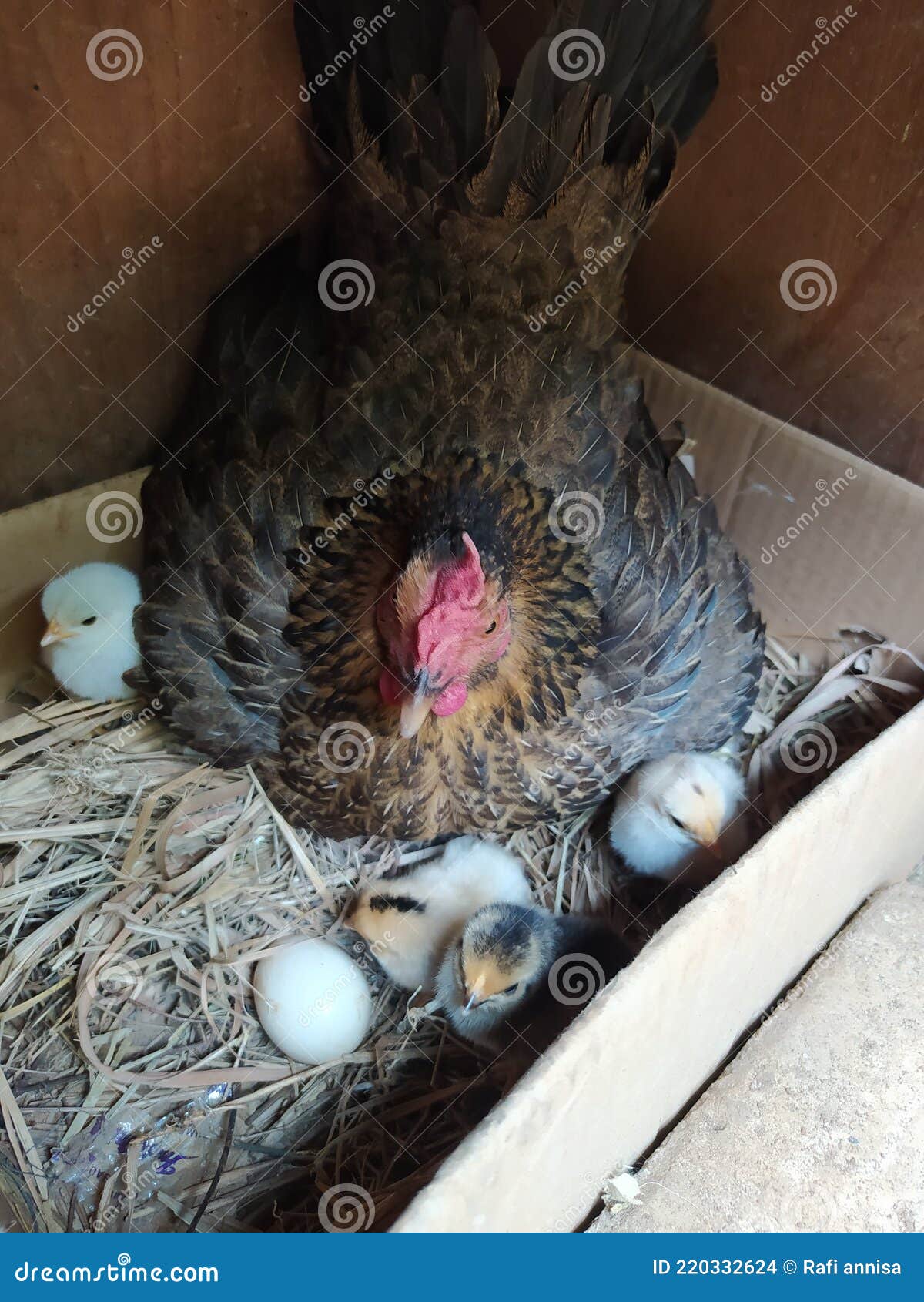 Hen and chicks stock photo. Image of eggs, chicks, hatch - 220332624