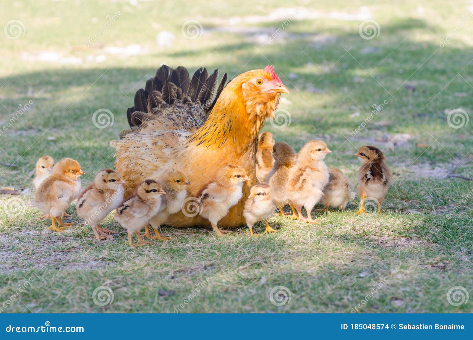 Mother Hen Protecting Chicks ðŸ ¥ on Grass Stock Photo - Image of ...