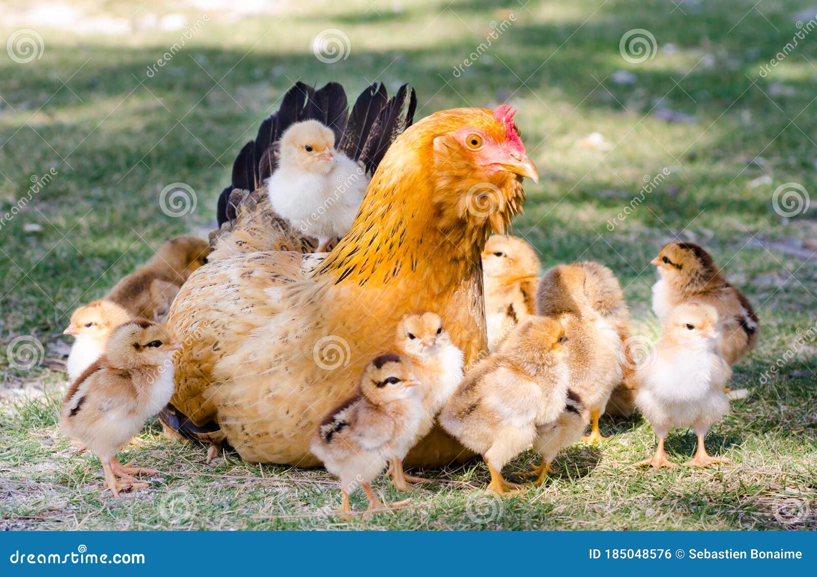 Mother Hen Protecting Chicks ðŸ ¥ on Grass Stock Photo - Image of green ...