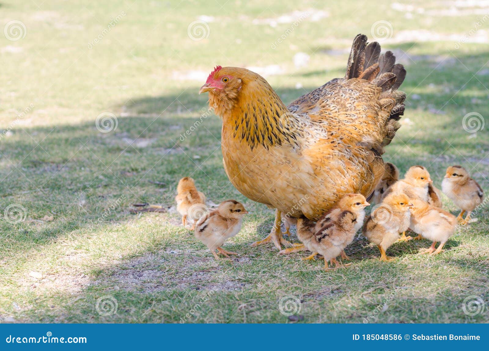 Mother Hen Protecting Chicks ðŸ ¥ on Grass Stock Photo - Image of baby ...
