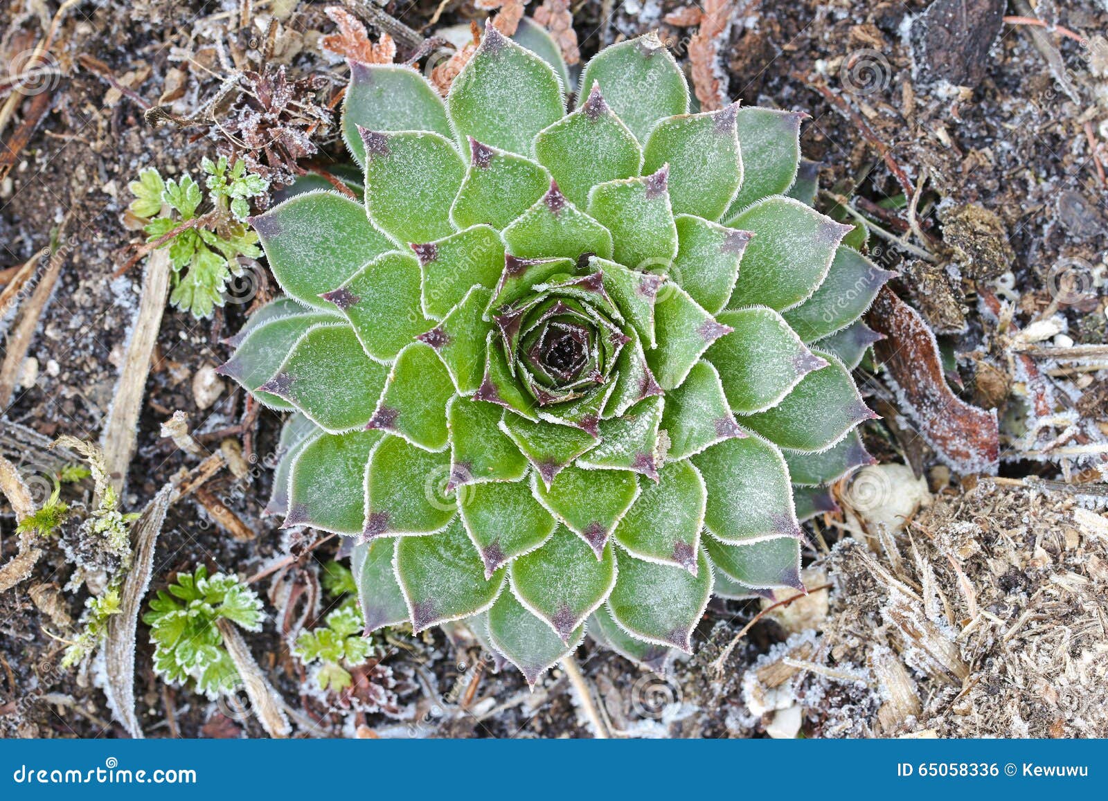 Hen And Chicks Sempervivum Green Wheel Covered With Morning Frost Stock
