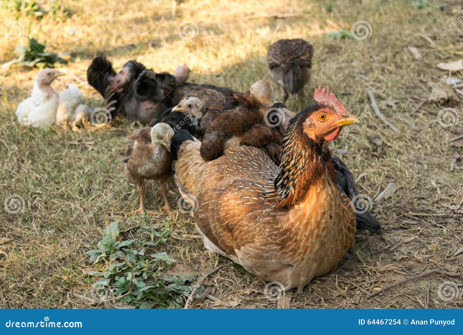 Hen and Chicks Sitting in Outdoors To Relax Stock Photo - Image of food ...