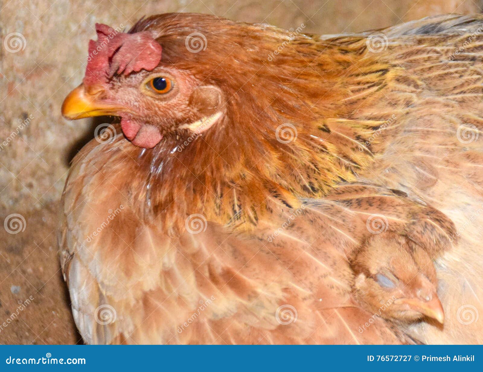 Hen with children stock image. Image of mother, wildlife - 76572727