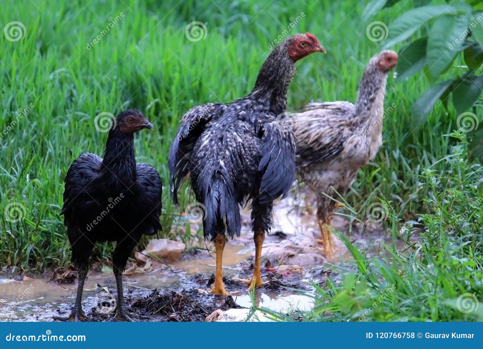 Hen & in Rain Mud stock photo. Image of rain, stand - 120766758