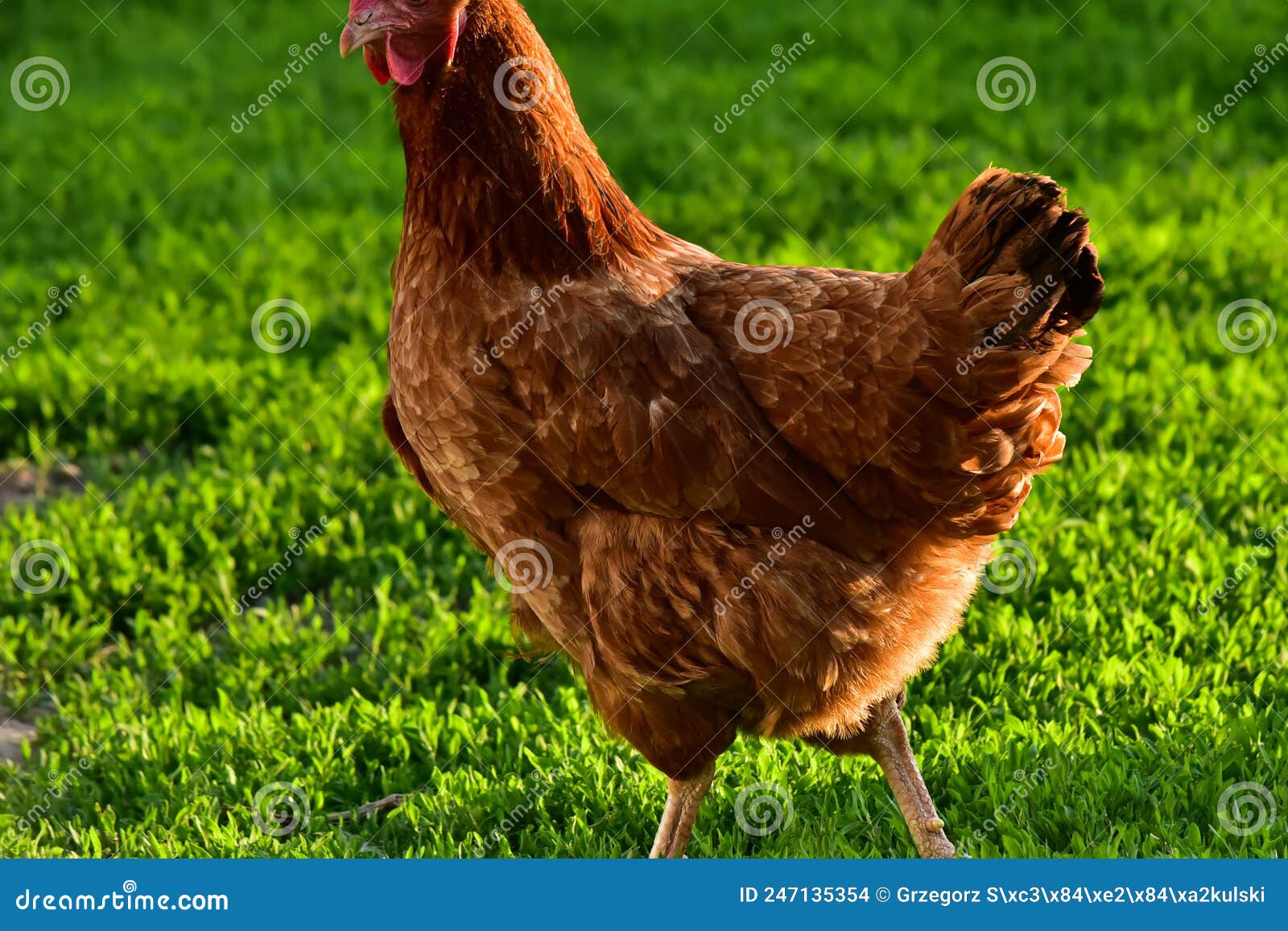 Hen crowing in the morning stock photo. Image of livestock - 247135354