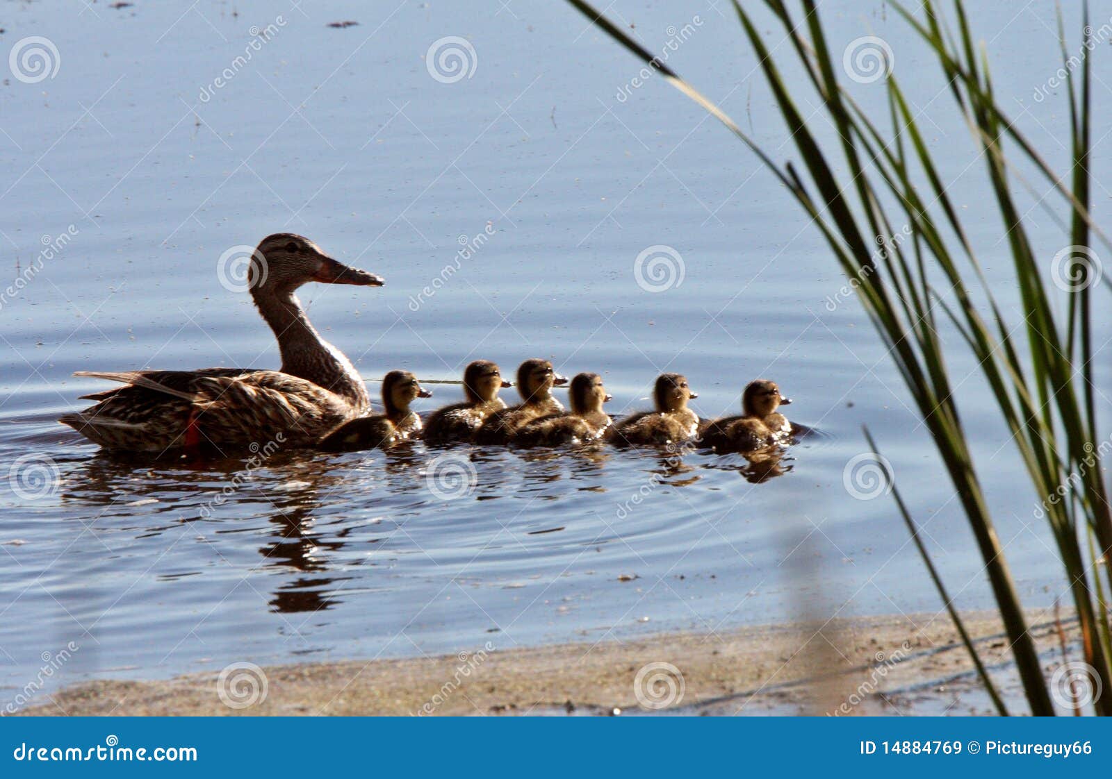 Hen and ducklings stock image. Image of northern, north - 14884769