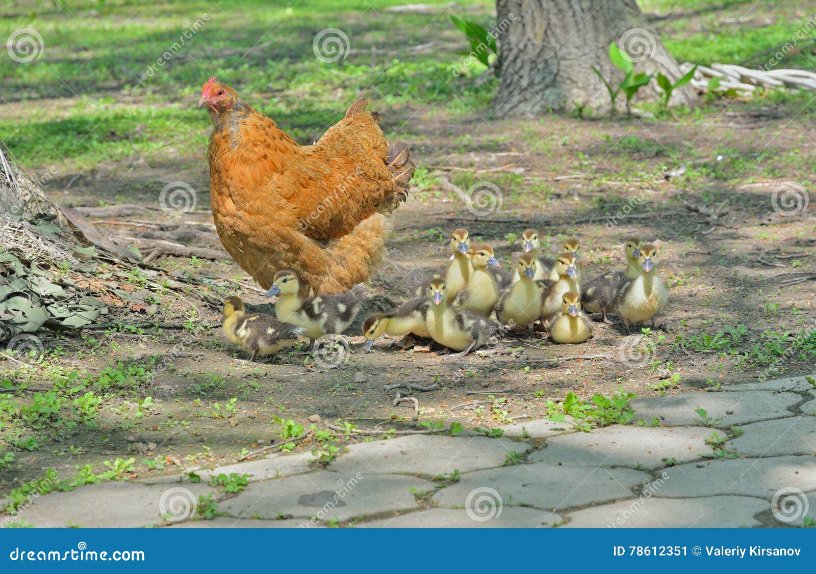 Hen with ducklings 4 stock image. Image of farm, bird - 78612351
