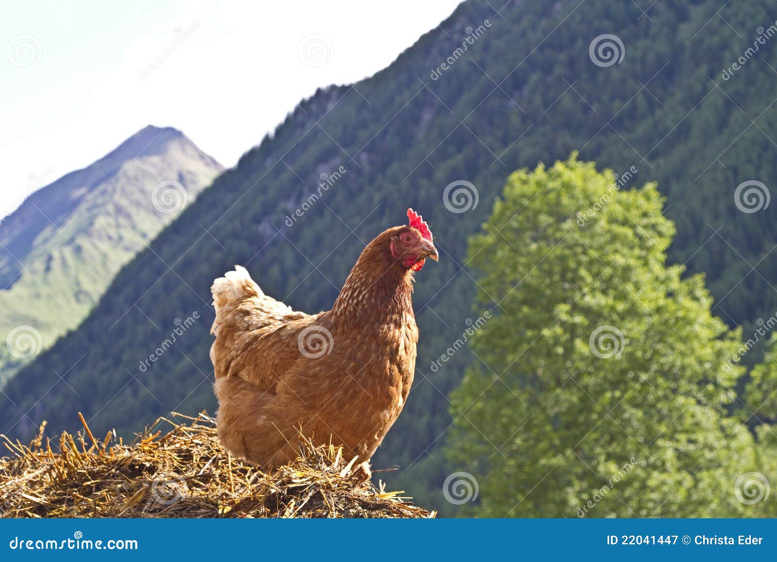 Hen on a dung heap stock image. Image of house, animals - 22041447