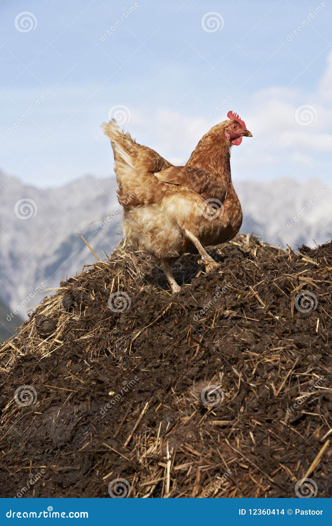 Hen on dungpile stock photo. Image of mountain, austria - 12360414