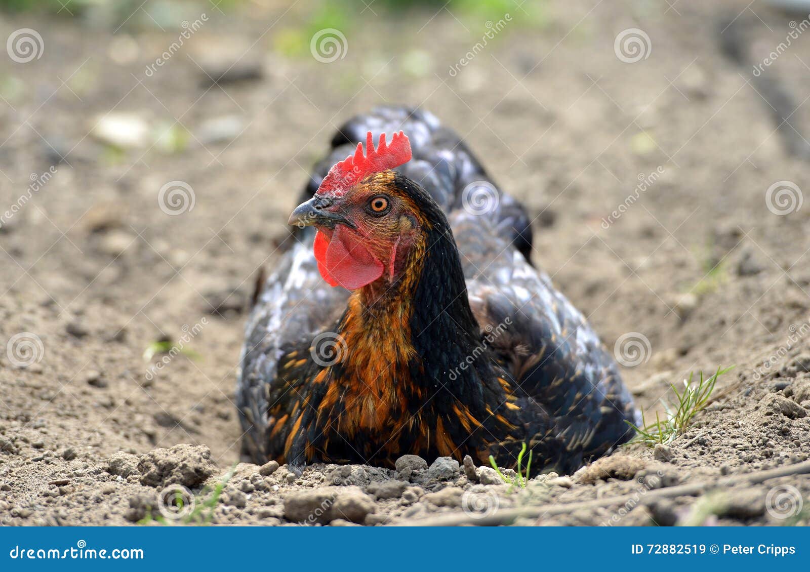 Hen dust bath stock image. Image of health, pets, domestic - 72882519