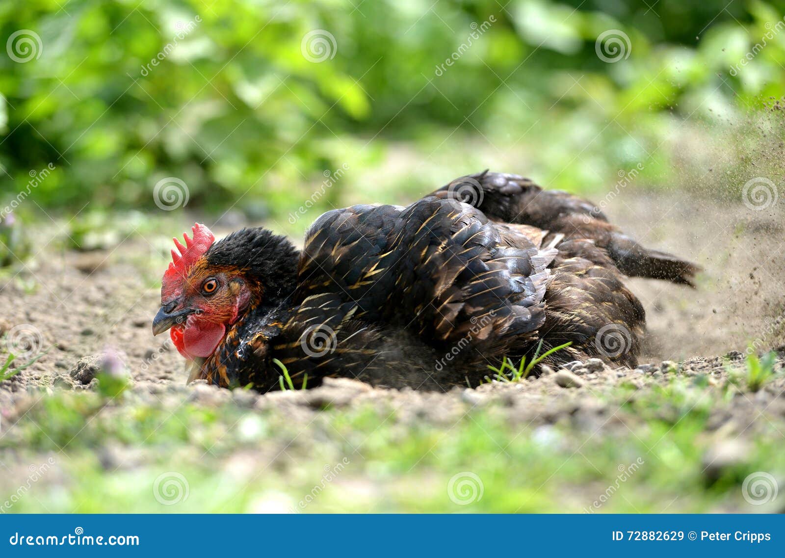 Hen dust bath stock image. Image of preening, chicken - 72882629