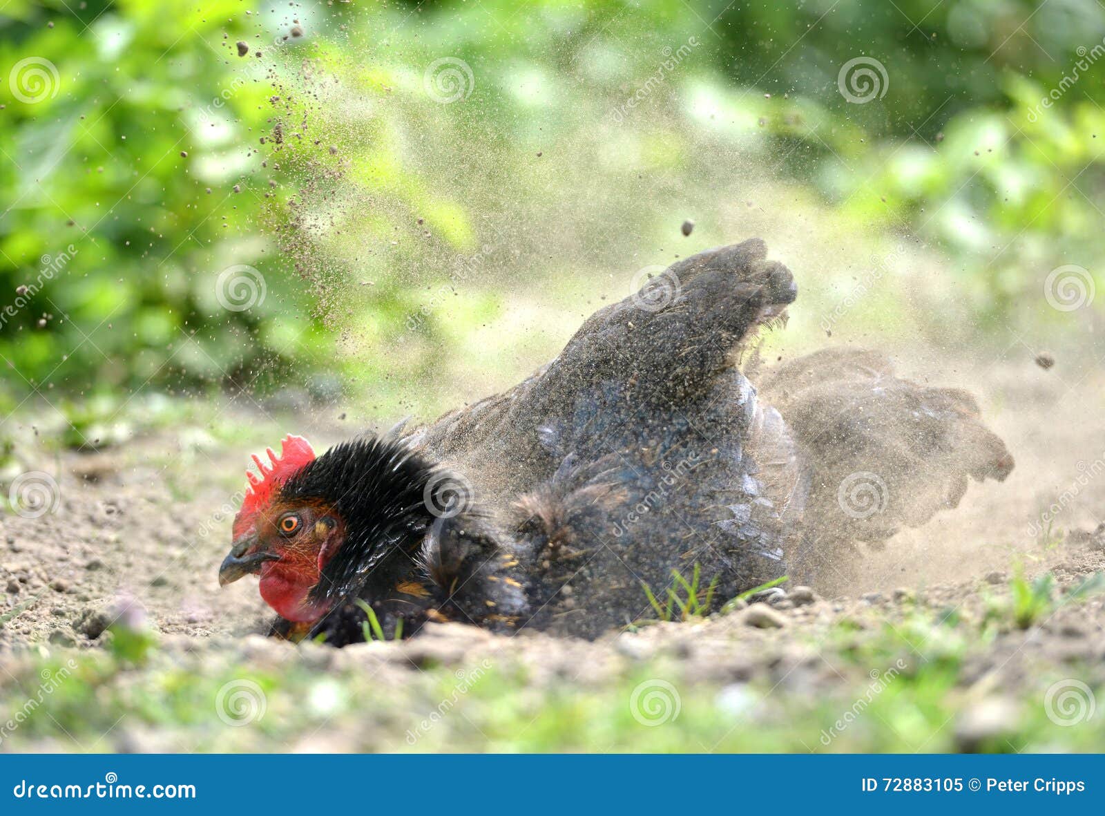 Hen dust bath stock image. Image of back, health, bird - 72883105
