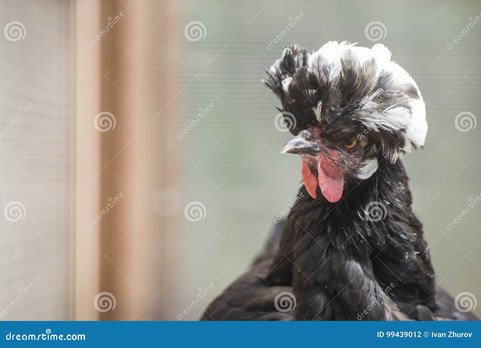 Hen of Dutch breed crested stock photo. Image of beautiful - 99439012