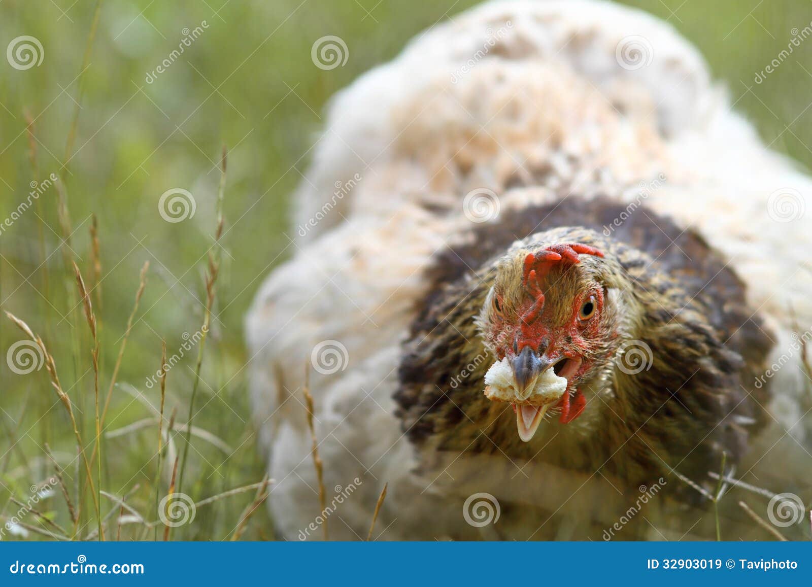 Hen eating bread stock image. Image of domestic, beautiful - 32903019
