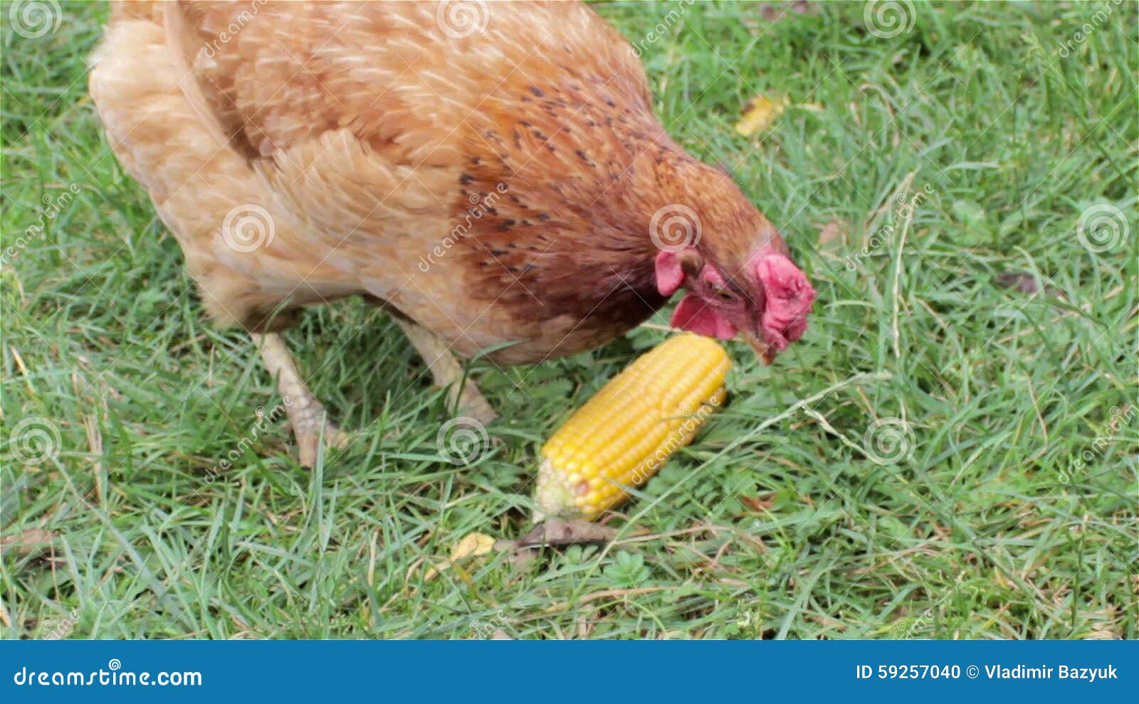Hen Eating Corn on the Grass Stock Footage - Video of feather, industry ...