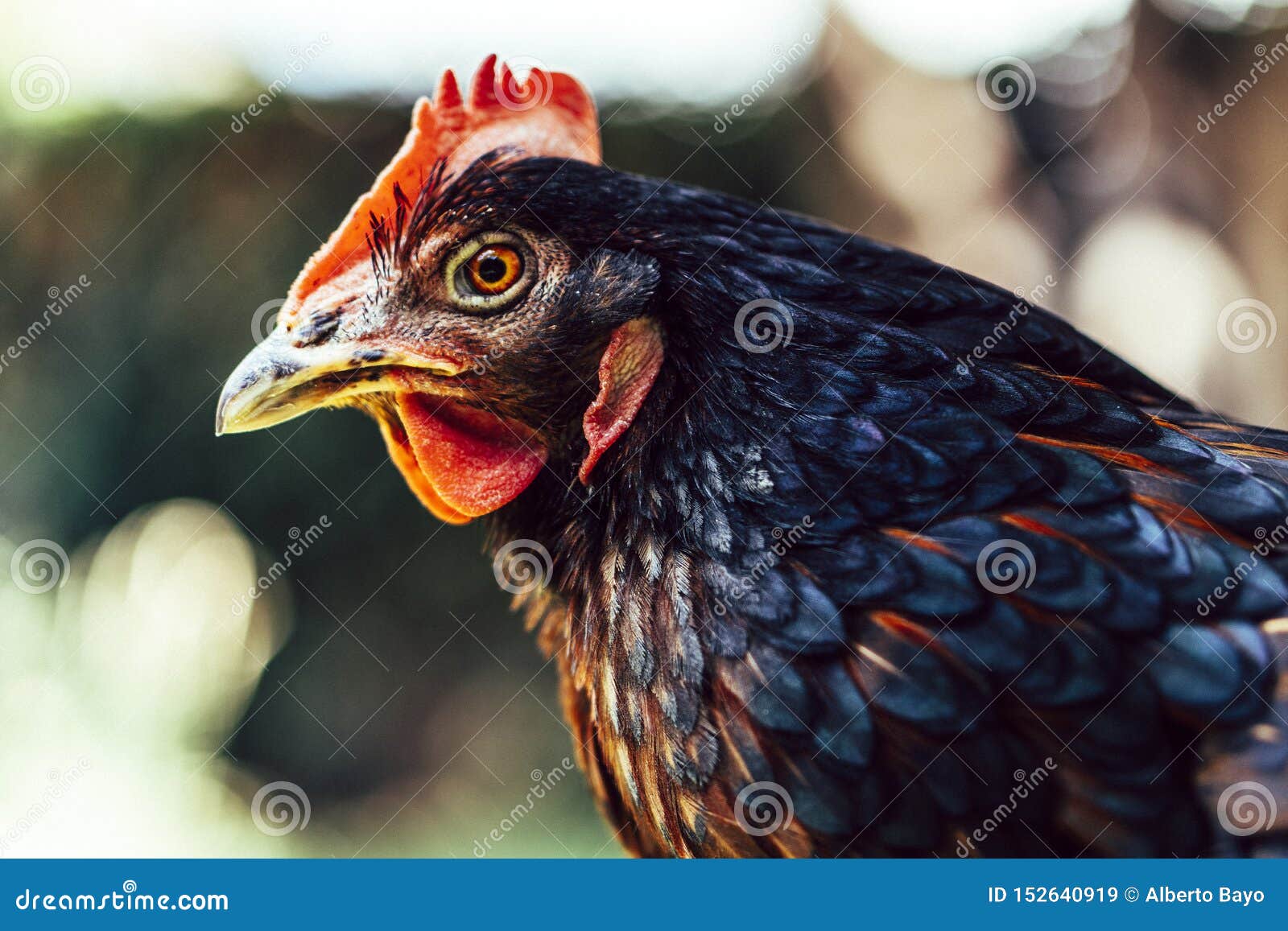 Hen eating corn and grass stock image. Image of chick - 152640919