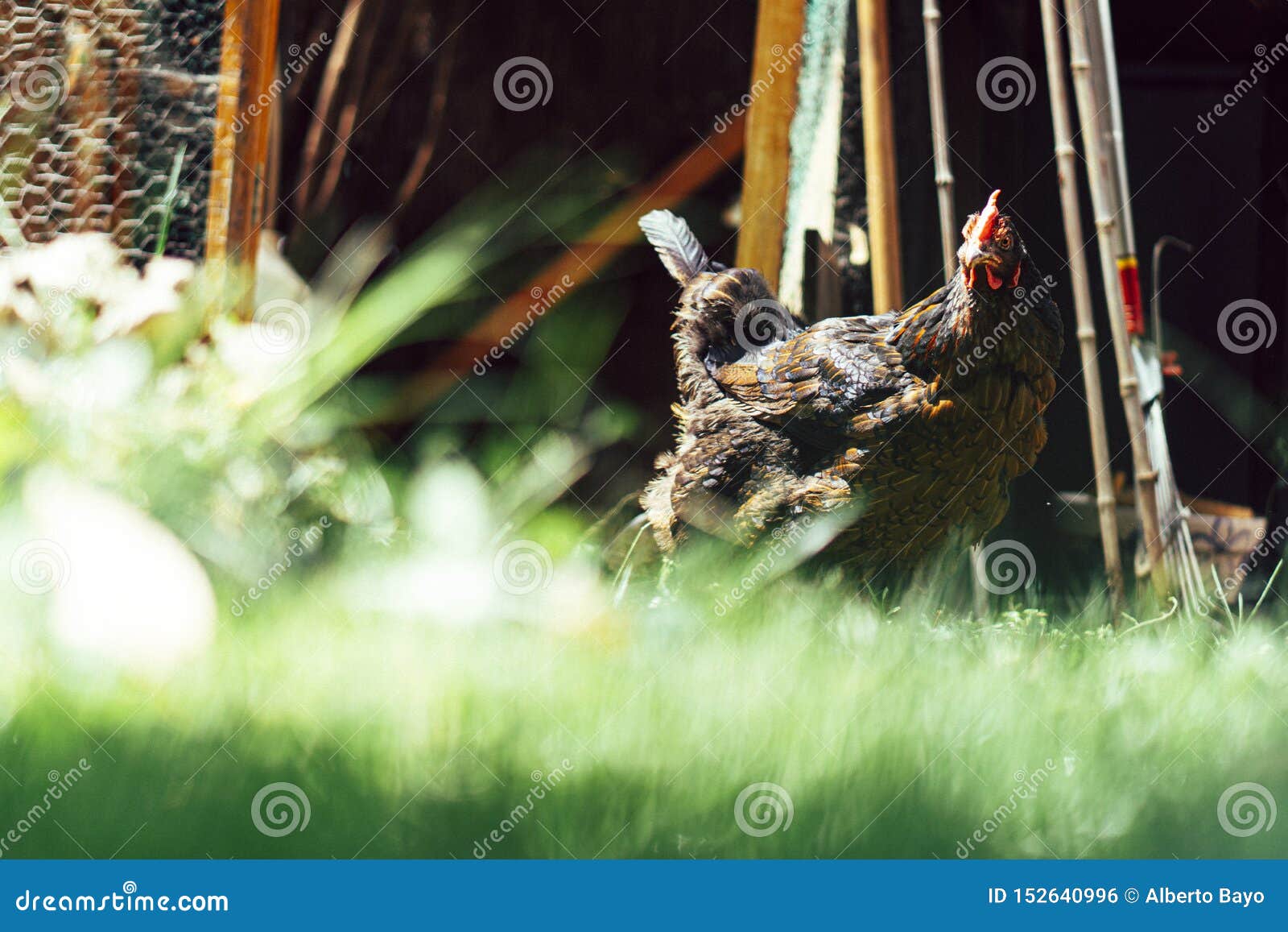 Hen eating corn and grass stock photo. Image of chick - 152640996