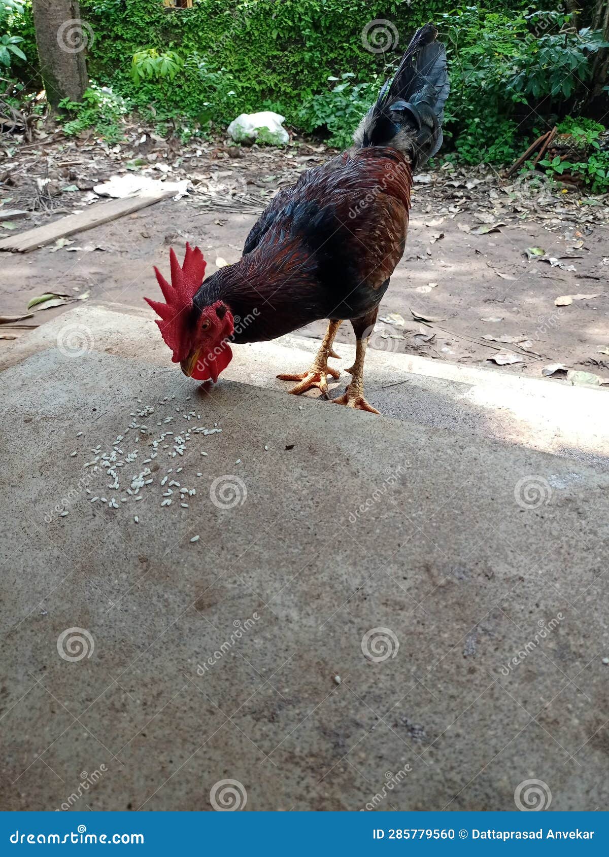 Hen Eating Food in Front of House Looking Nice Stock Photo - Image of ...