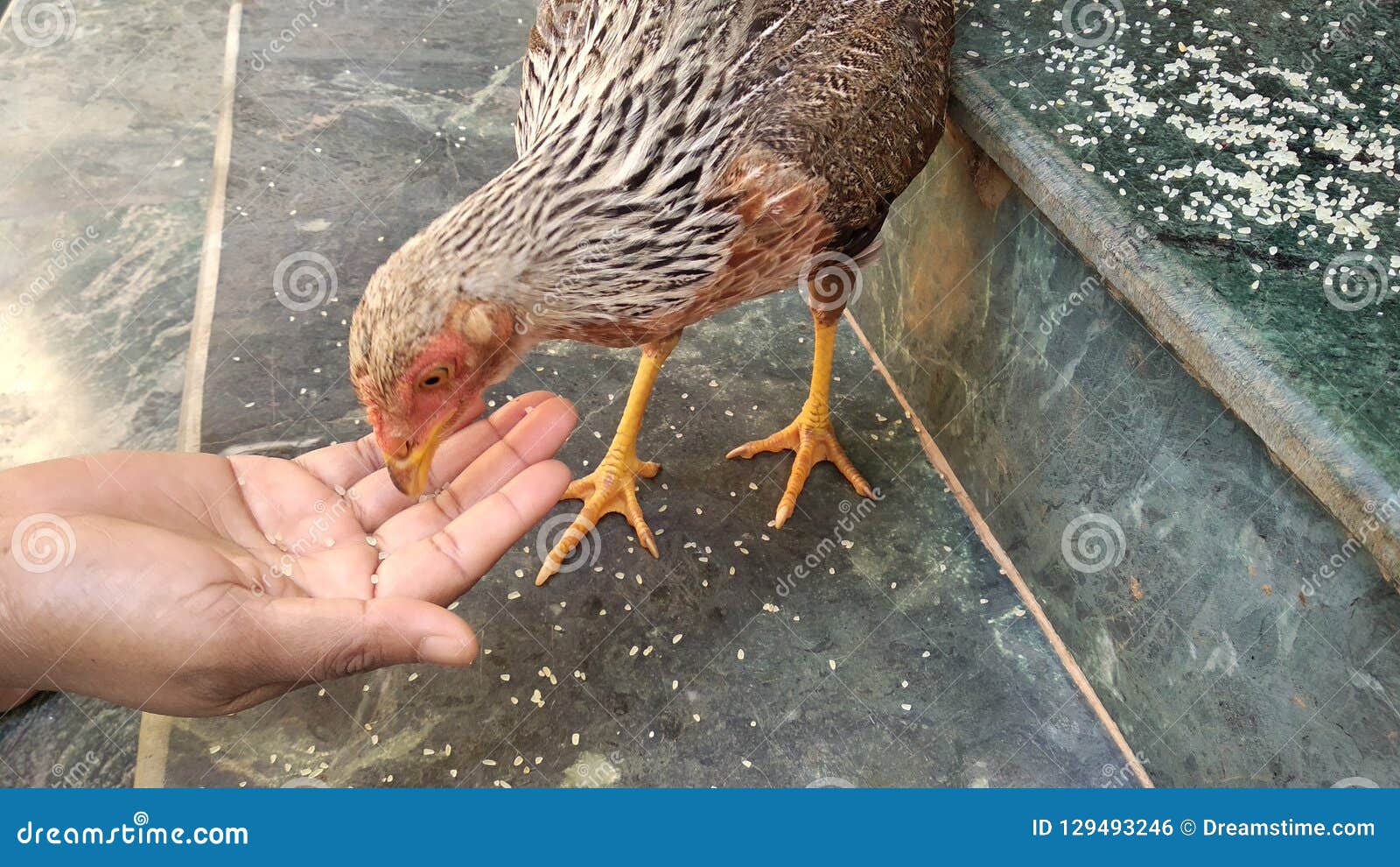 Hen eating rice stock photo. Image of eating, brown - 129493246