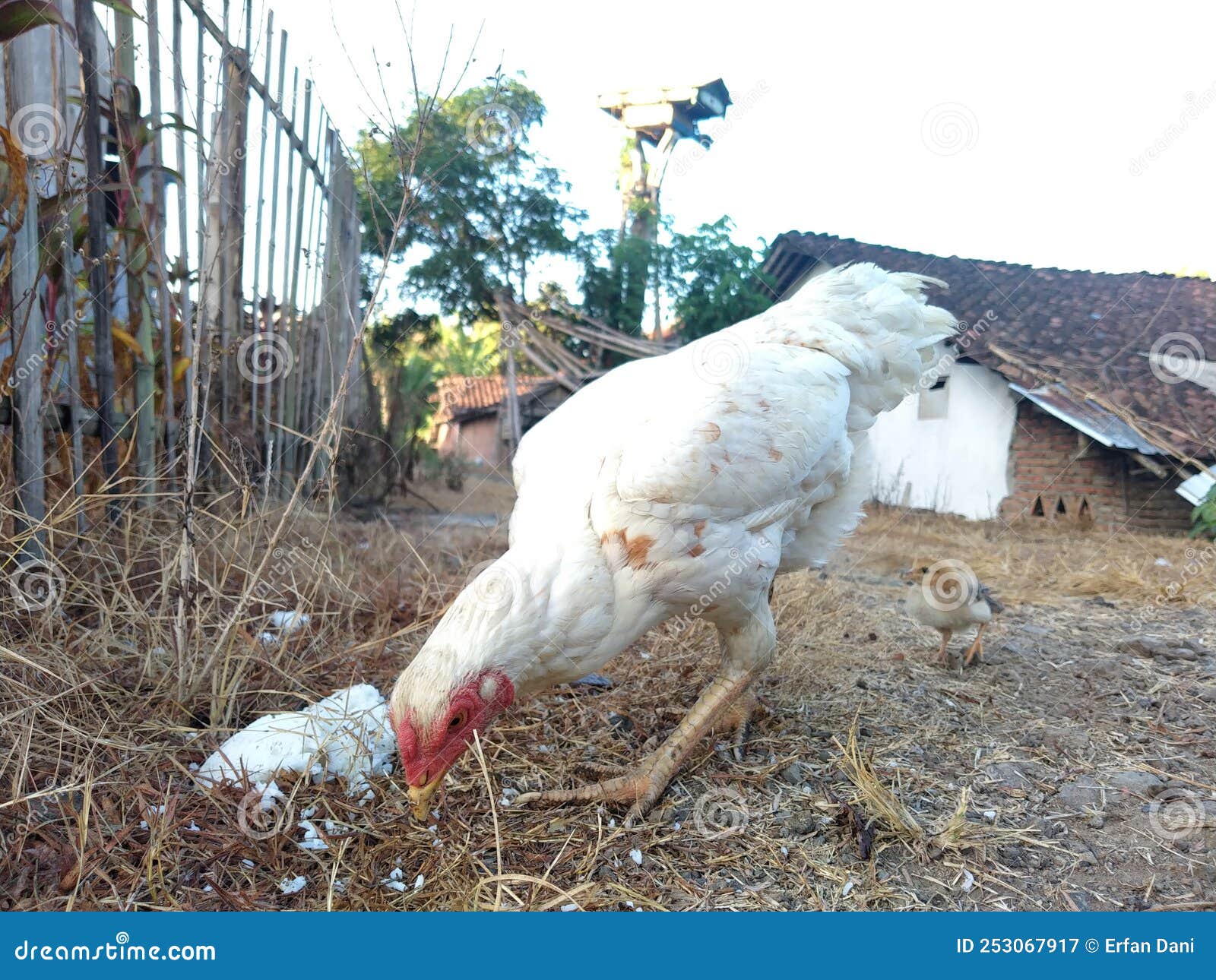 Hen Eating Rice with Her Chicks Stock Image - Image of quail, goose ...
