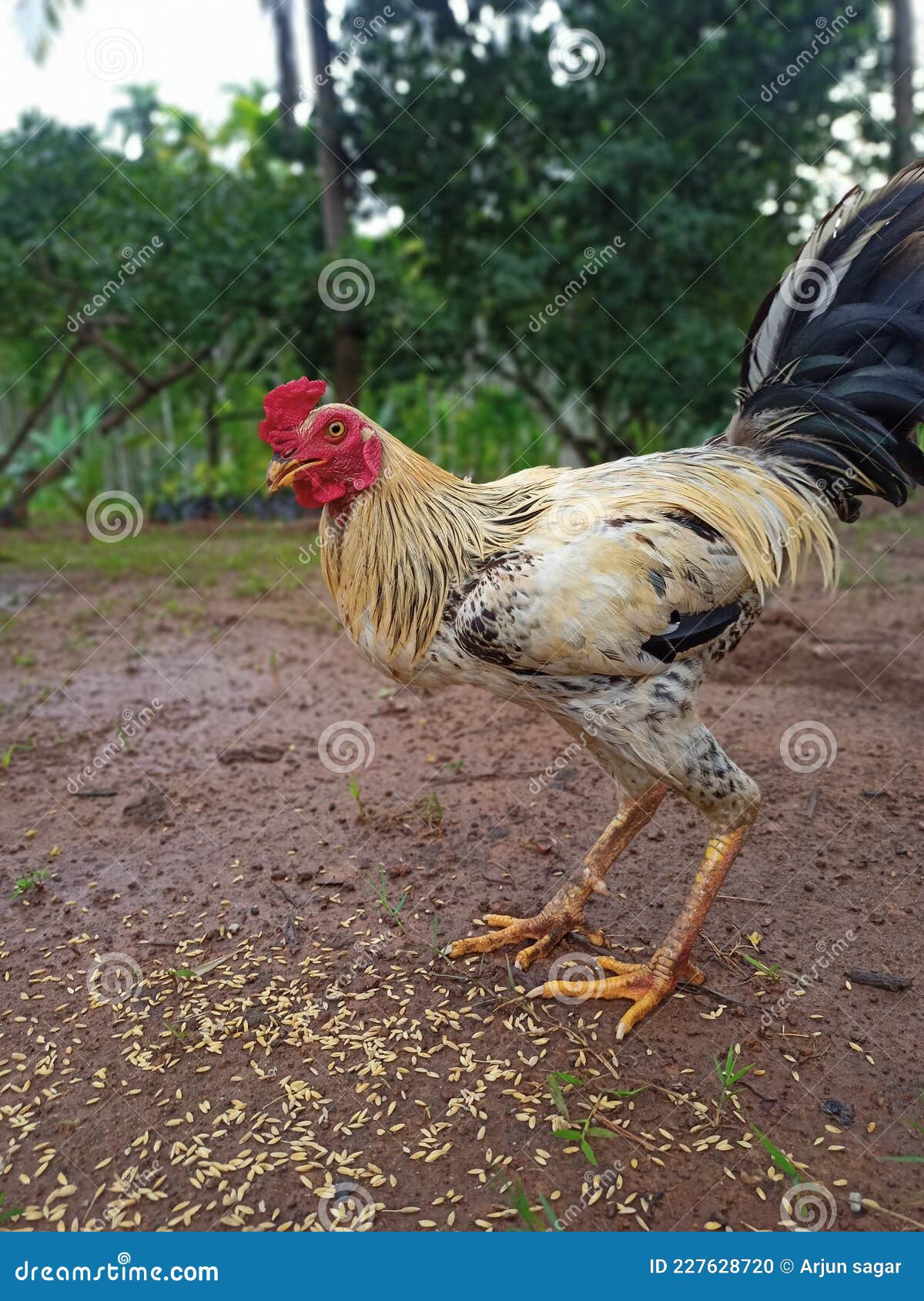A hen eating seeds stock photo. Image of fowl, poultry - 227628720