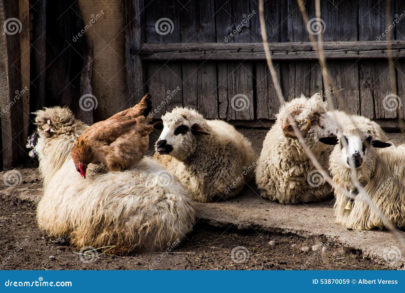 Hen eating on a sheep stock image. Image of food, feather - 53870059