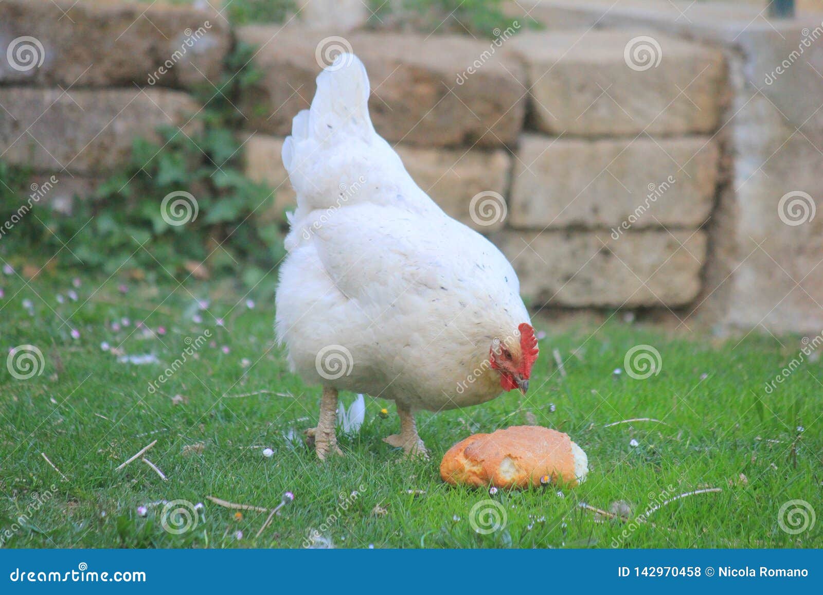Hen Eating Some Bread in the Meadow Stock Photo - Image of animal ...