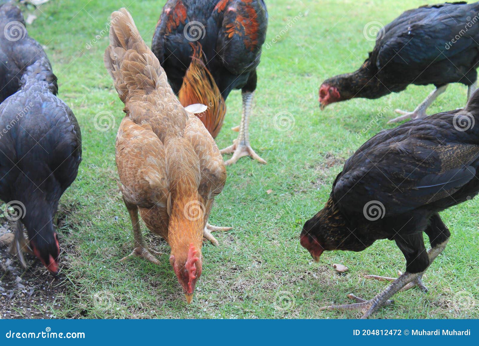 Hen is eating stock photo. Image of beak, waterbird - 204812472