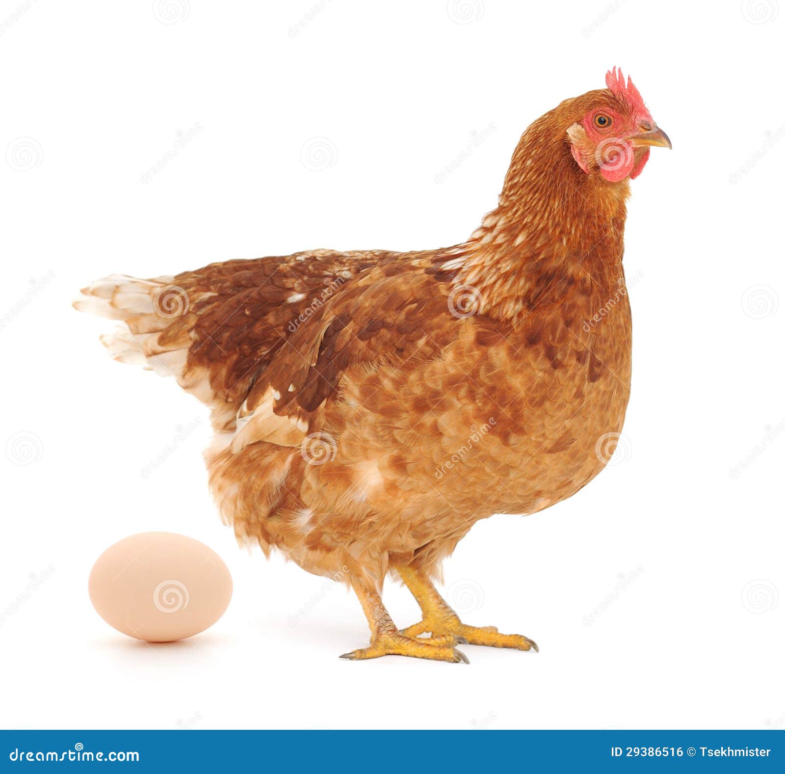 Hen and Egg stock photo. Image of animals, closeup, agriculture - 29386516