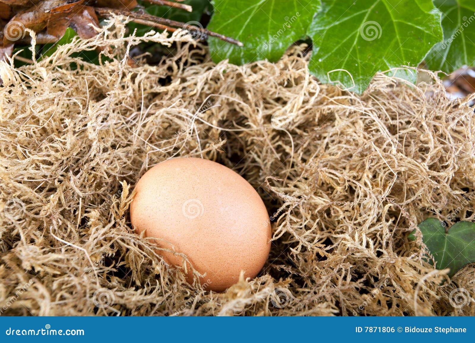 Hen egg stock photo. Image of traditional, tradition, moss - 7871806