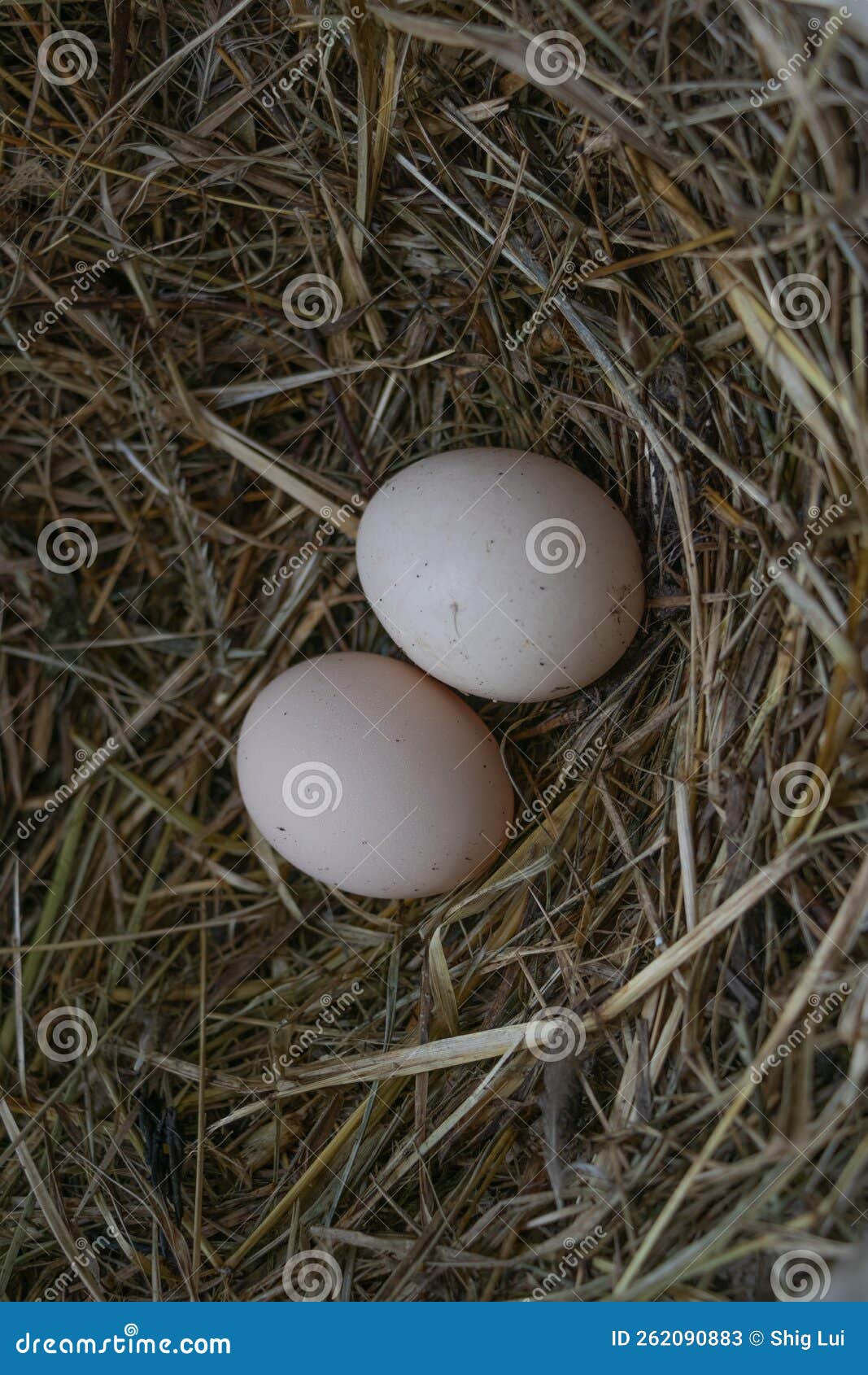 Hen eggs in the nest 1 stock image. Image of cooking - 262090883