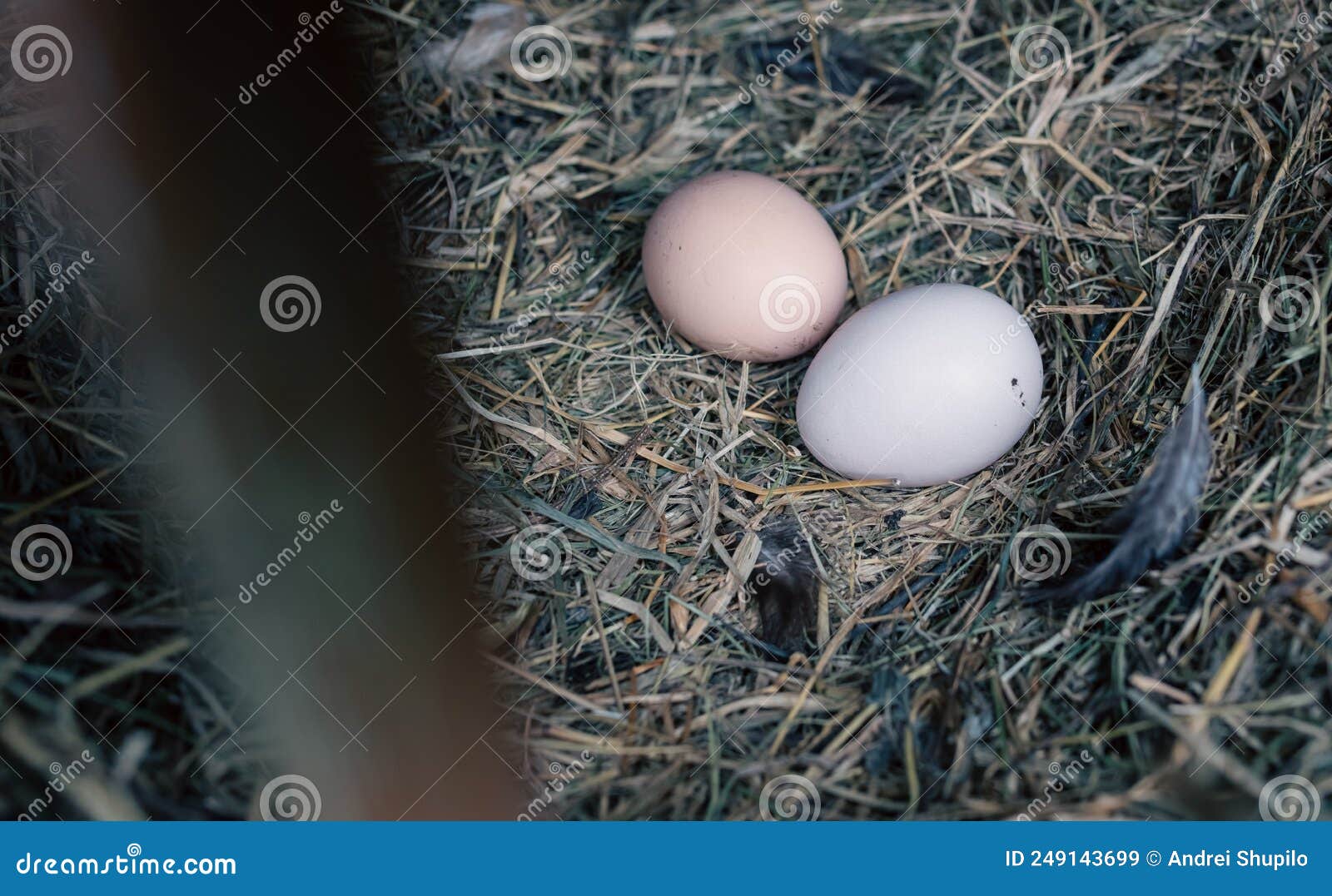 Hen eggs in a straw nest. stock image. Image of eggs - 249143699