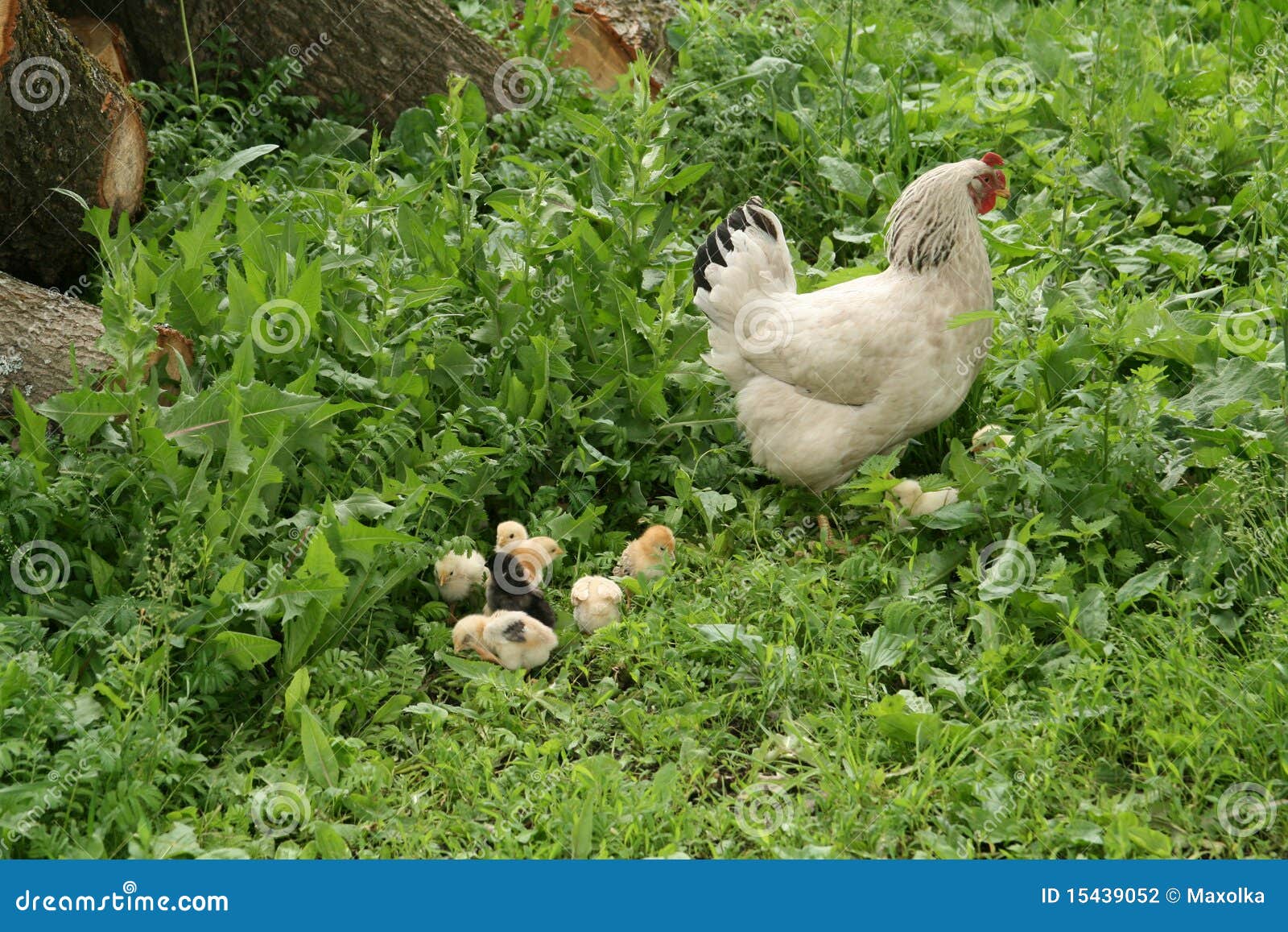 Hen family stock photo. Image of yard, grass, family - 15439052