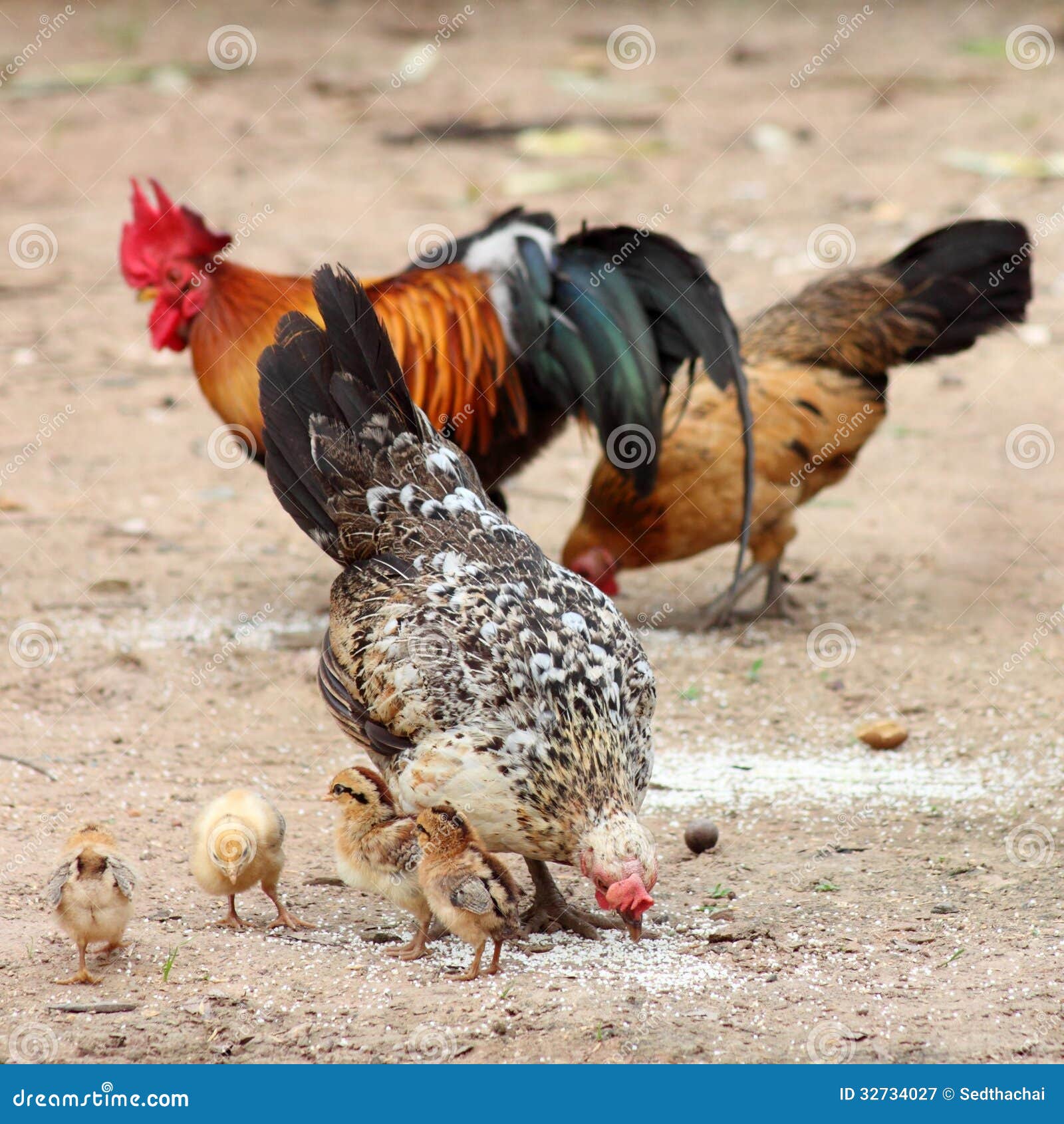 Hen, Family, Chicken, Chick Stock Image - Image of feather, happy: 32734027