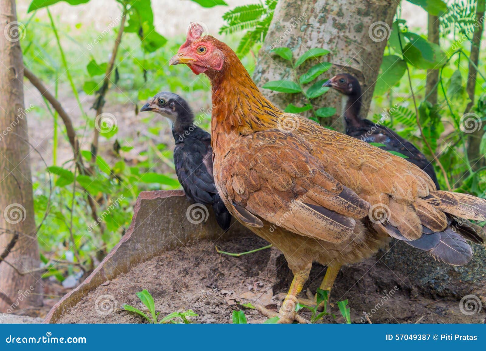 Hen stock image. Image of color, green, range, baby, chicken - 57049387