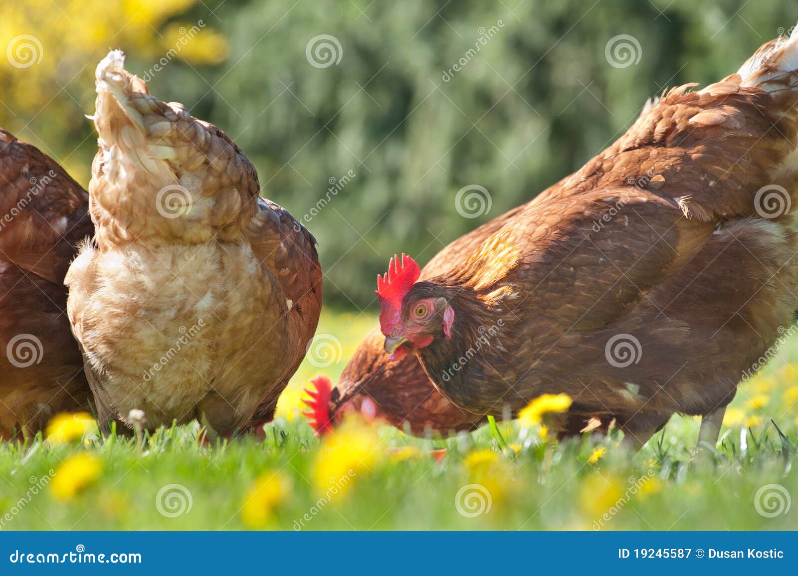 Hen in the farm stock image. Image of lawn, green, sunlight - 19245587
