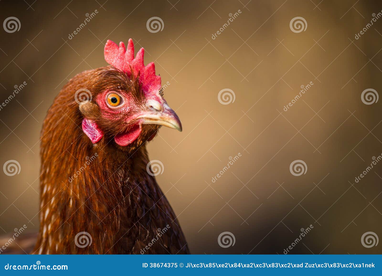 Hen stock image. Image of farm, field, farming, baby - 38674375