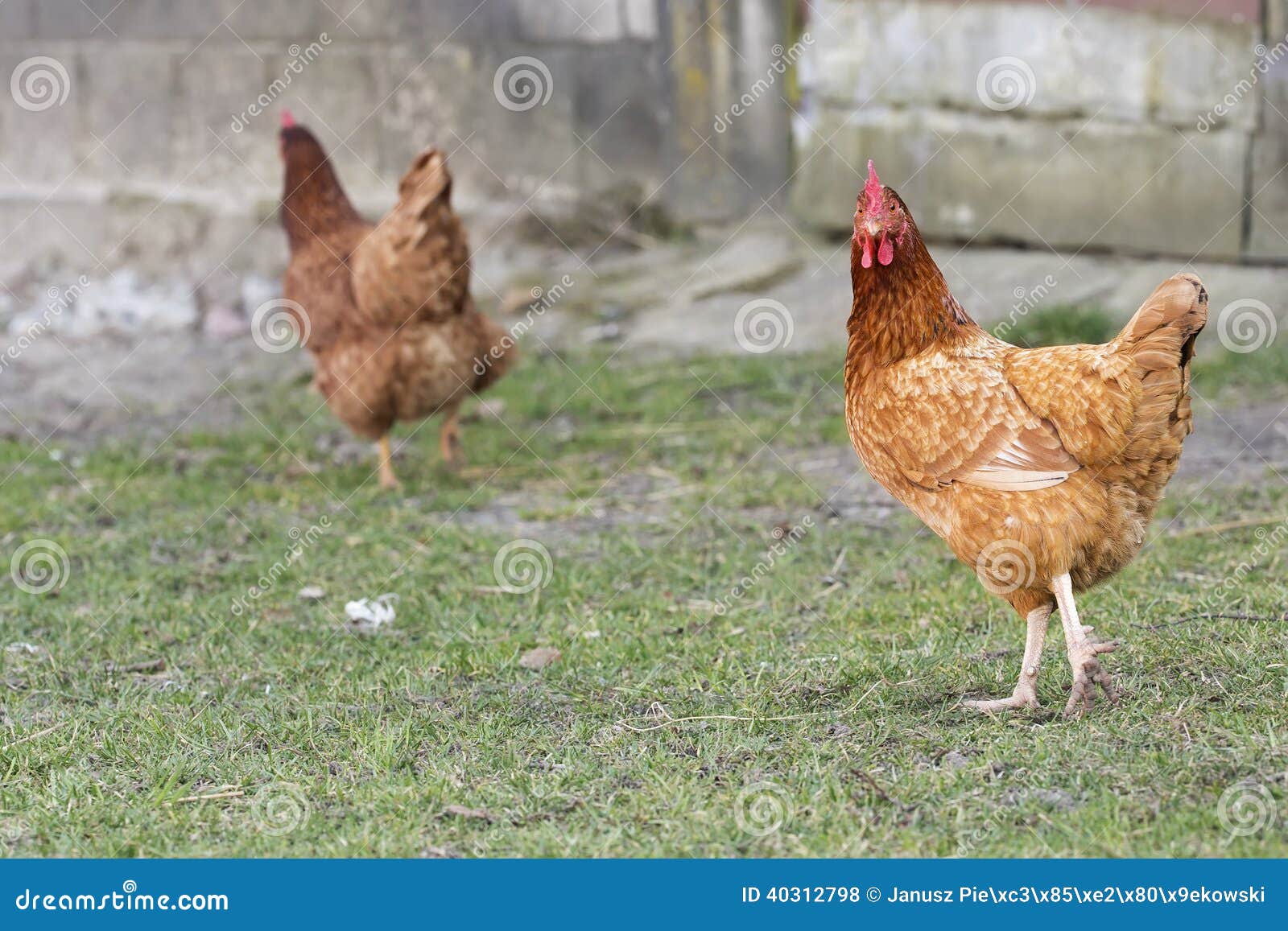 Hen on the farm stock photo. Image of cockerel, fowl - 40312798