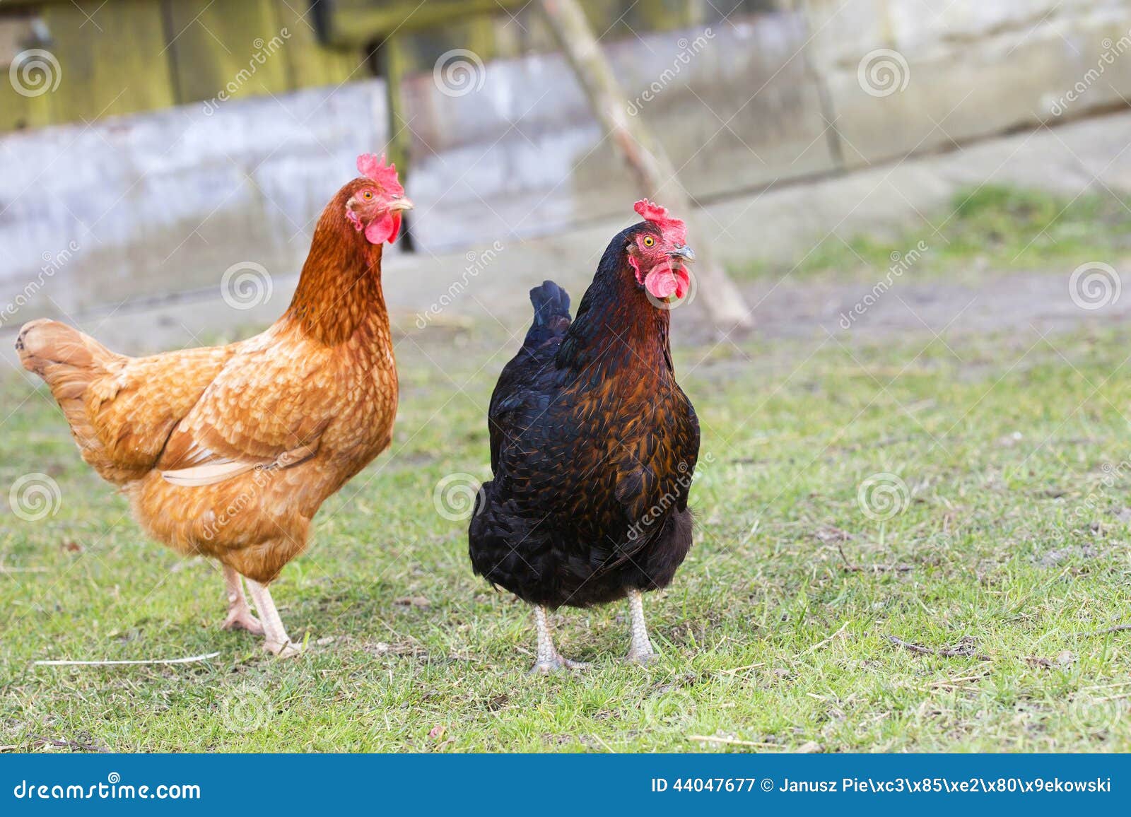Hen on the farm stock image. Image of grass, henhouse - 44047677