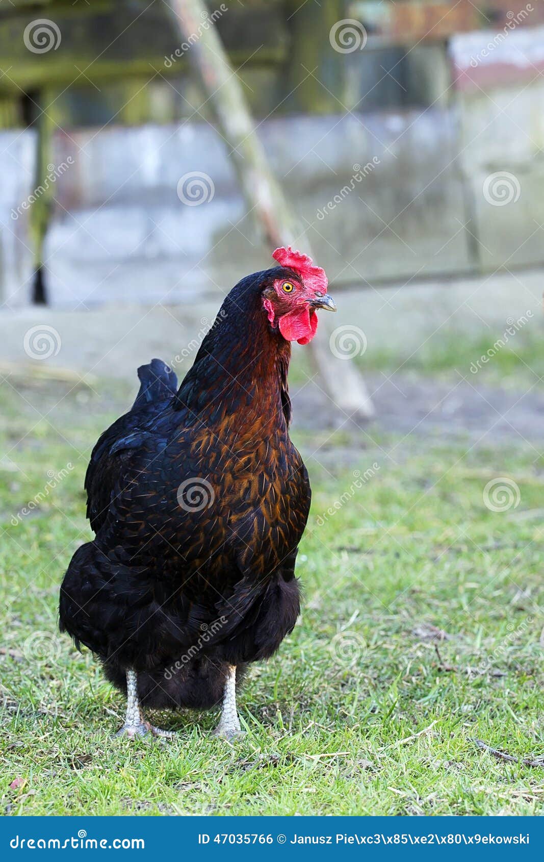 Hen on the farm stock photo. Image of farm, grass, meadow - 47035766