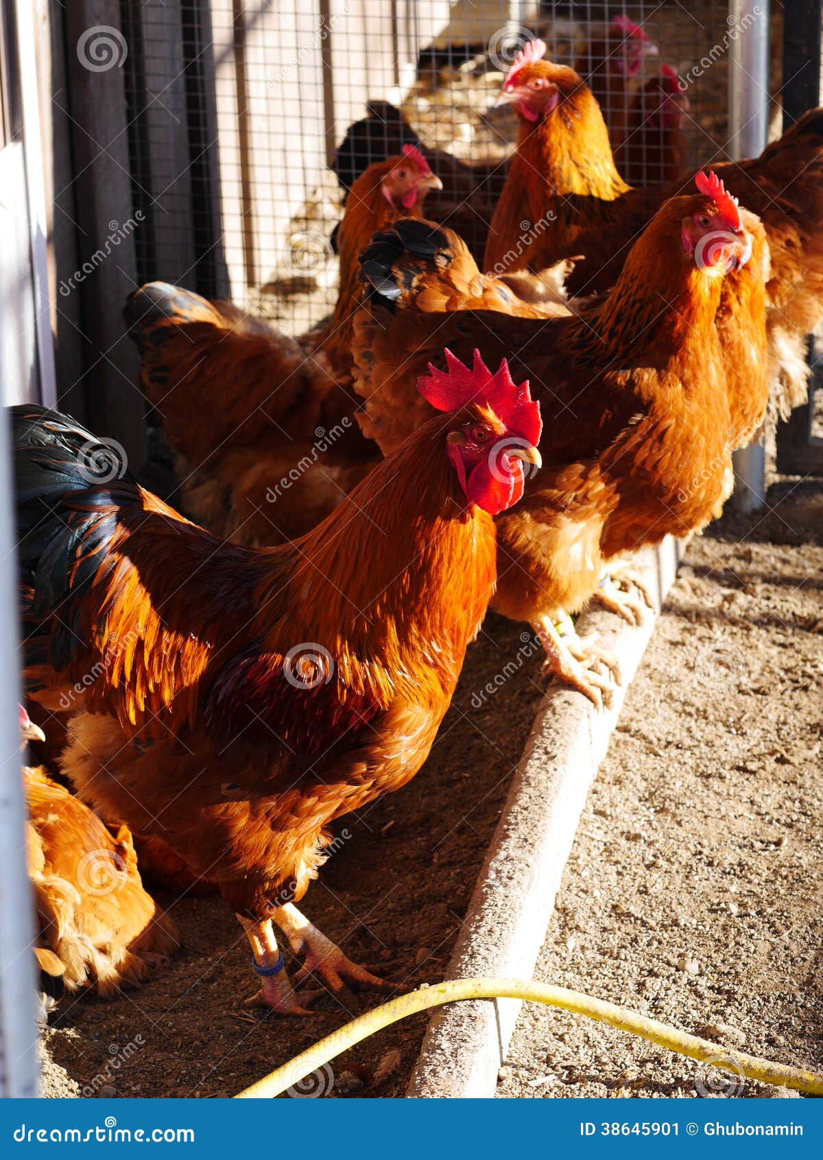 Hen farm free range stock image. Image of green, head - 38645901