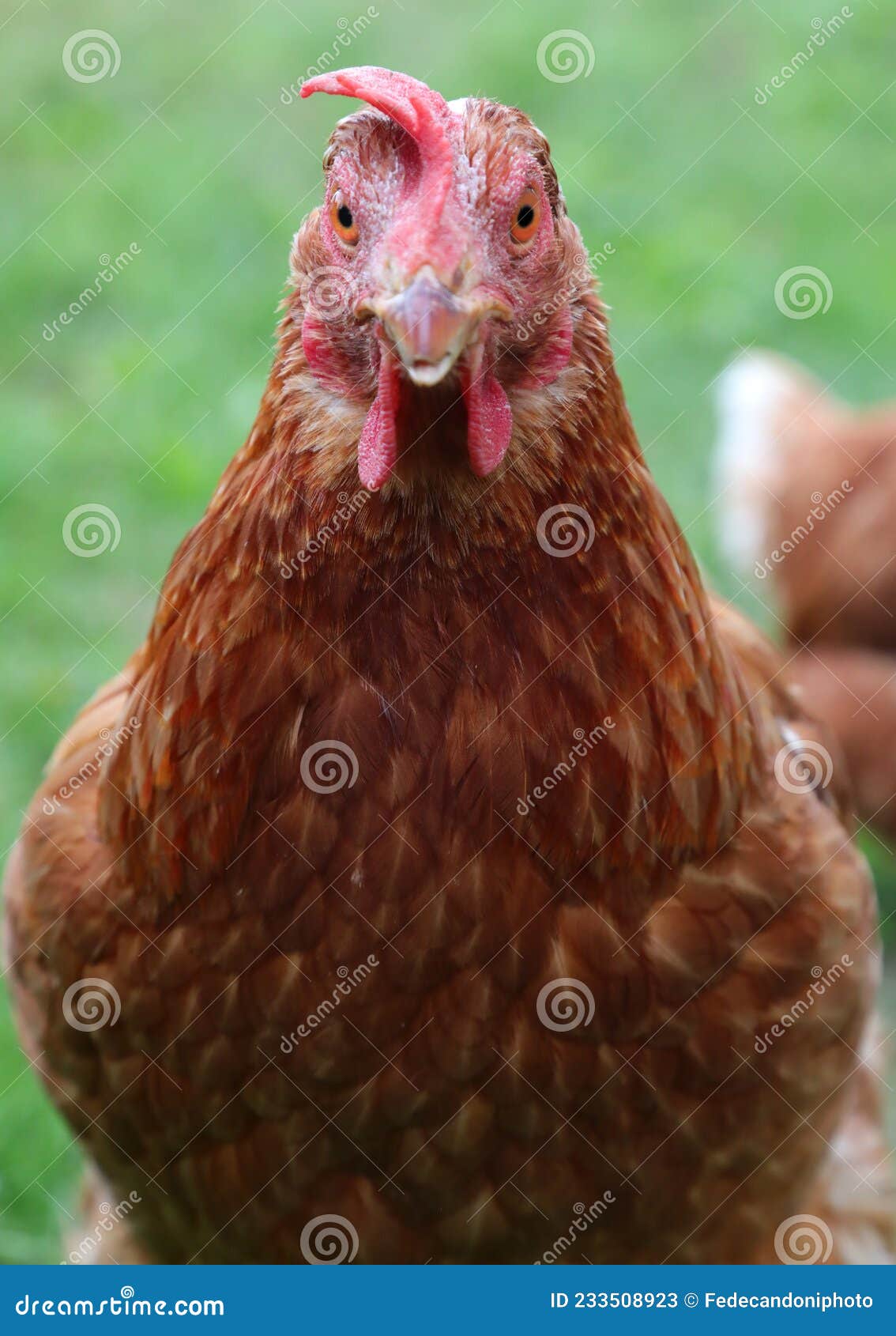 Hen in the Farm Looking at Camera Stock Image - Image of chicken, fowl ...