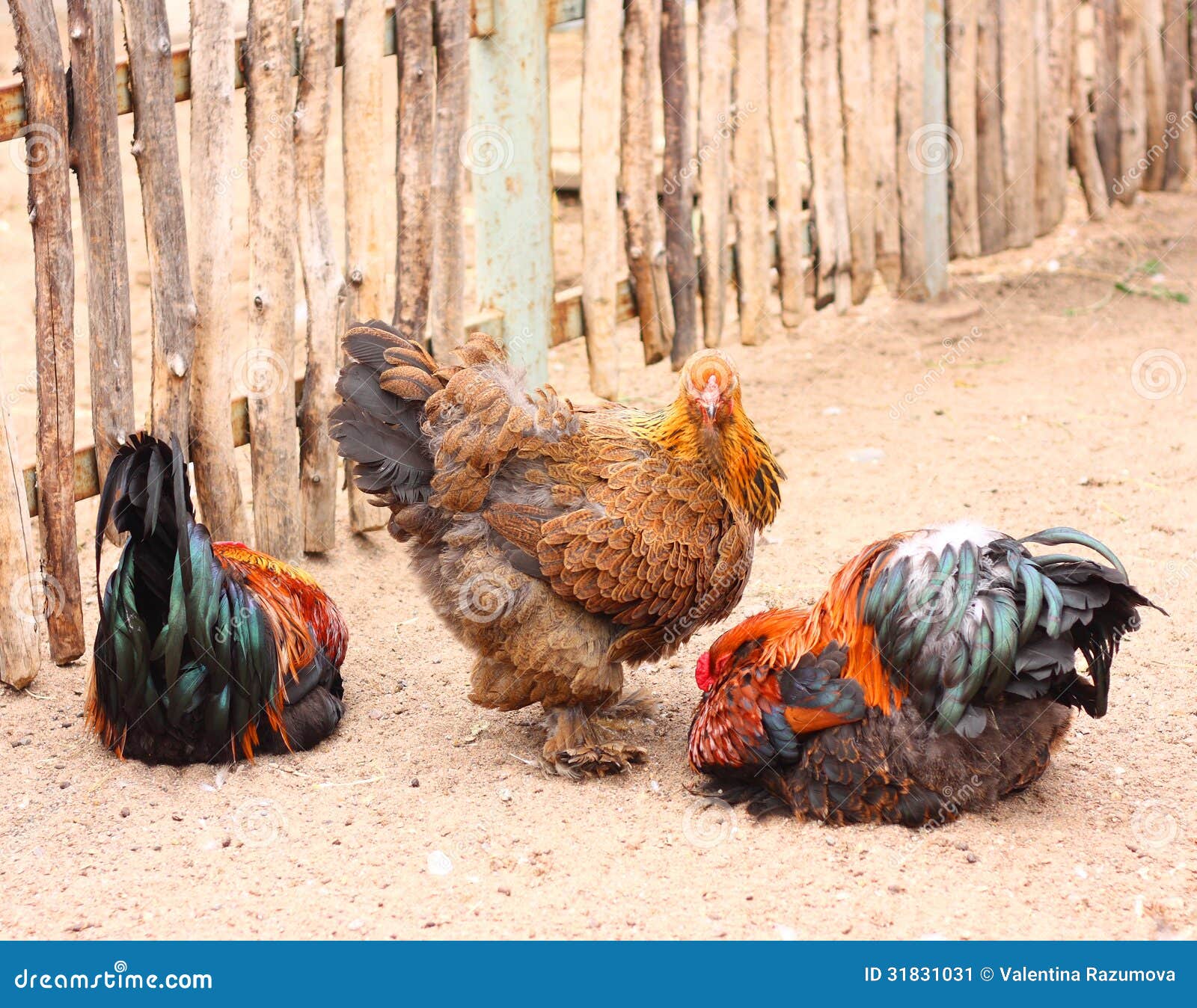 Hen on a farm. stock image. Image of yard, social, group - 31831031