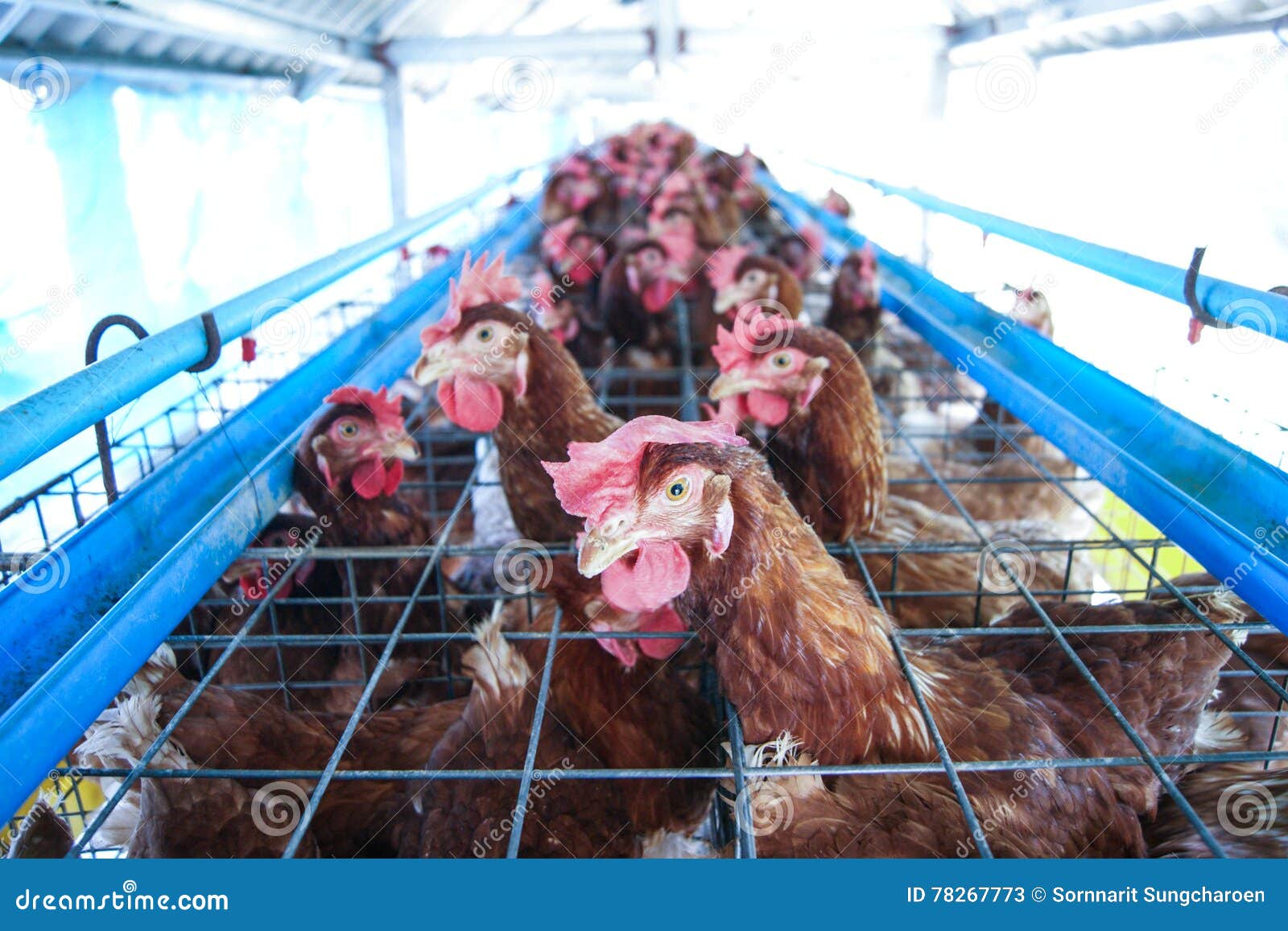 Hen stock image. Image of cartoon, farm, white, poultry - 78267773