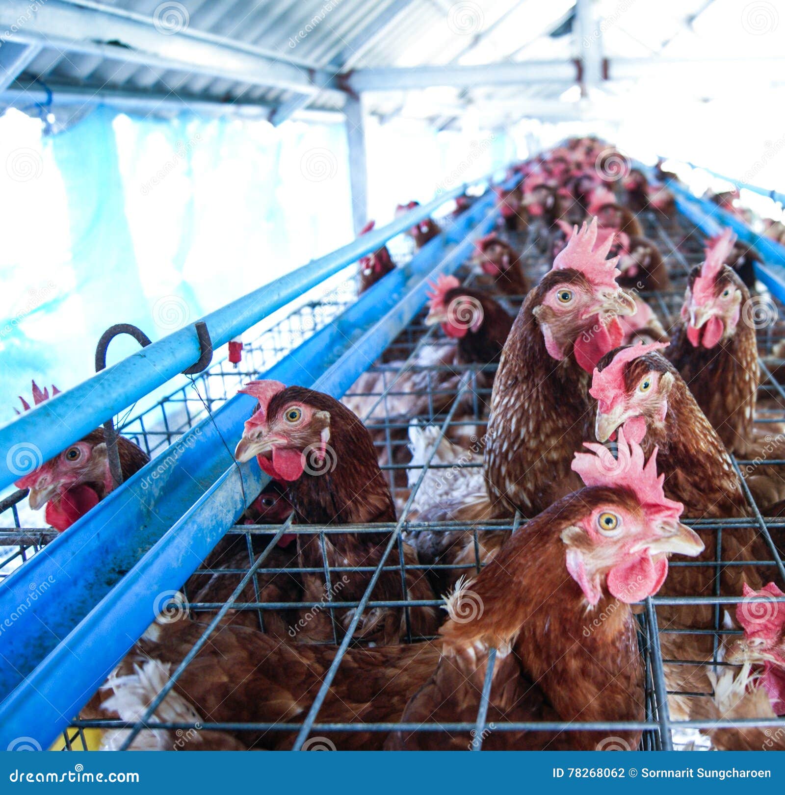Hen stock photo. Image of nest, brown, farm, natural - 78268062