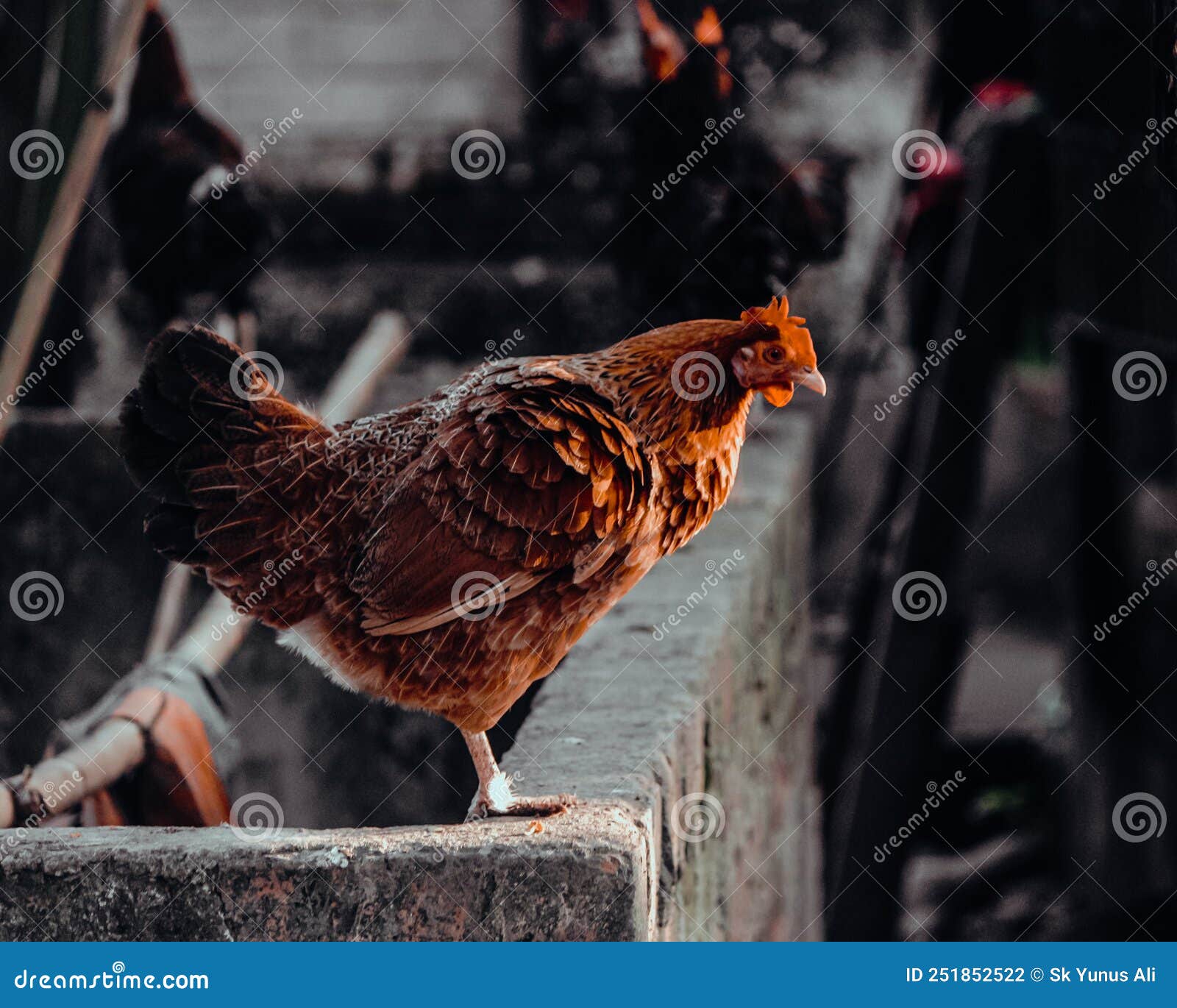 Hen farming in local stock photo. Image of poultry, fowl - 251852522