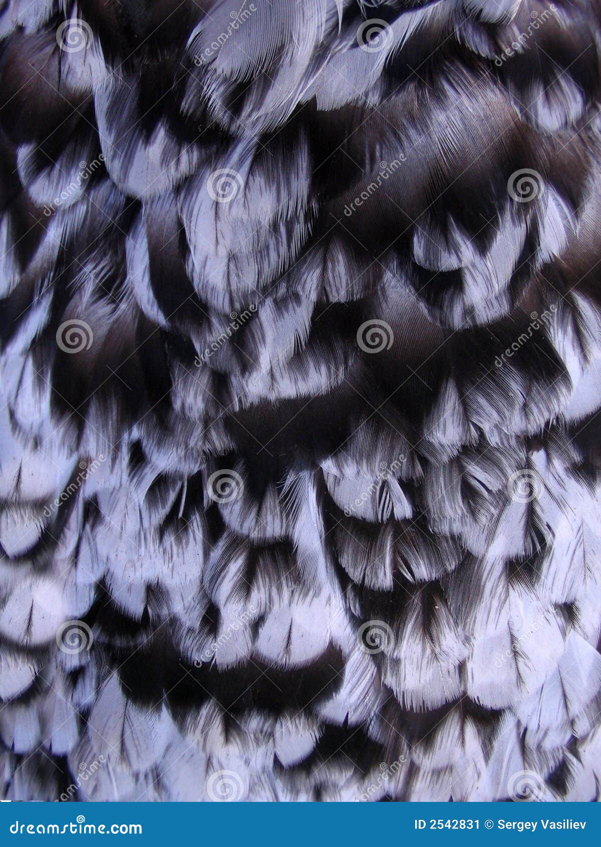 Hen feather stock image. Image of bird, texture, feathers - 2542831